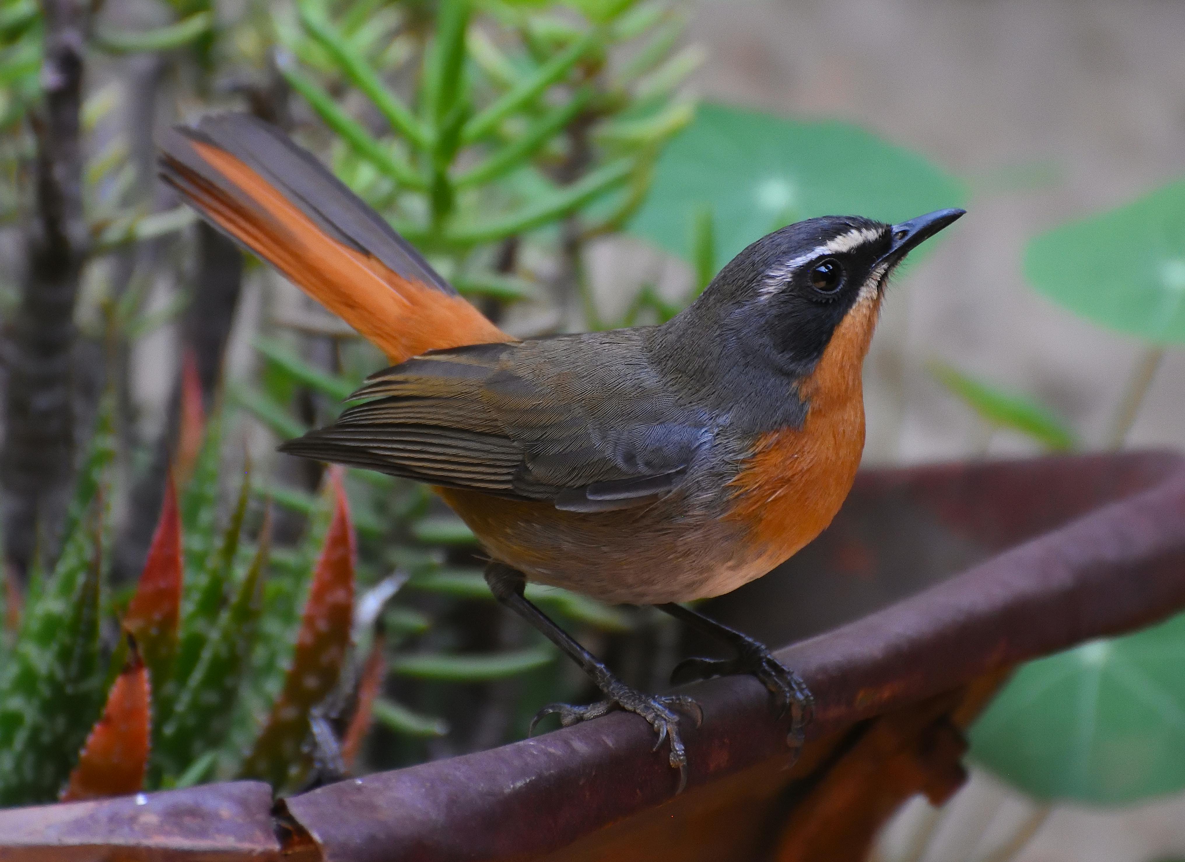 Close up of Robin · Free Stock Photo