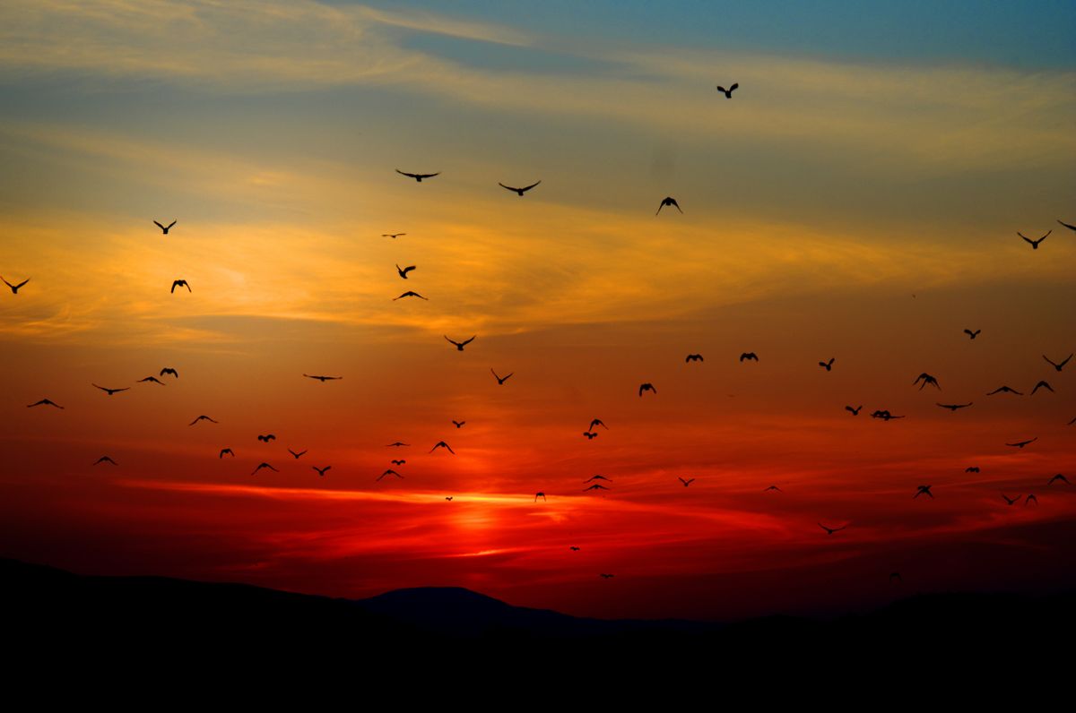 Flying Birds Photos, Download The BEST Free Flying Birds Stock Photos ...