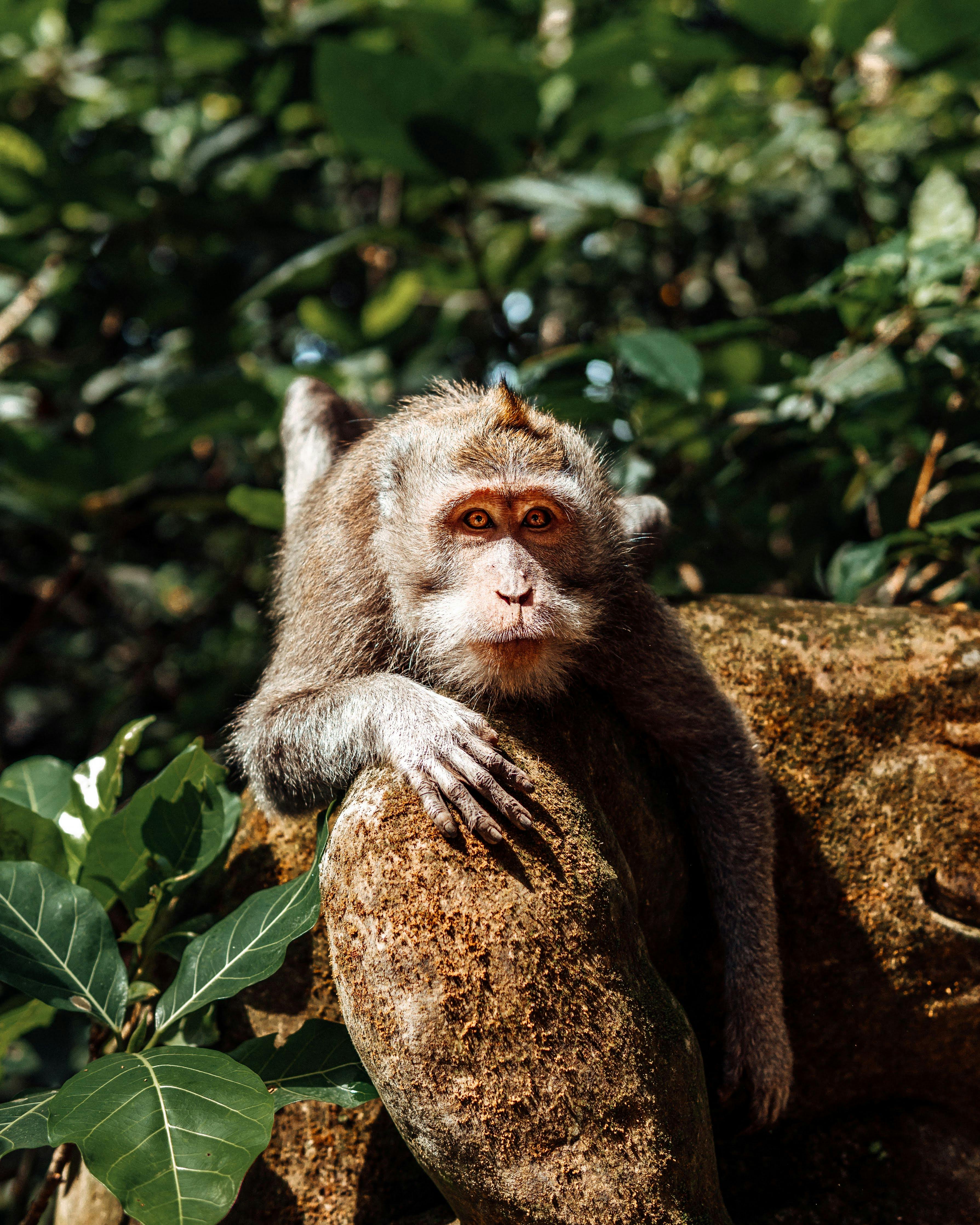 Monkey In Close Up Photography · Free Stock Photo
