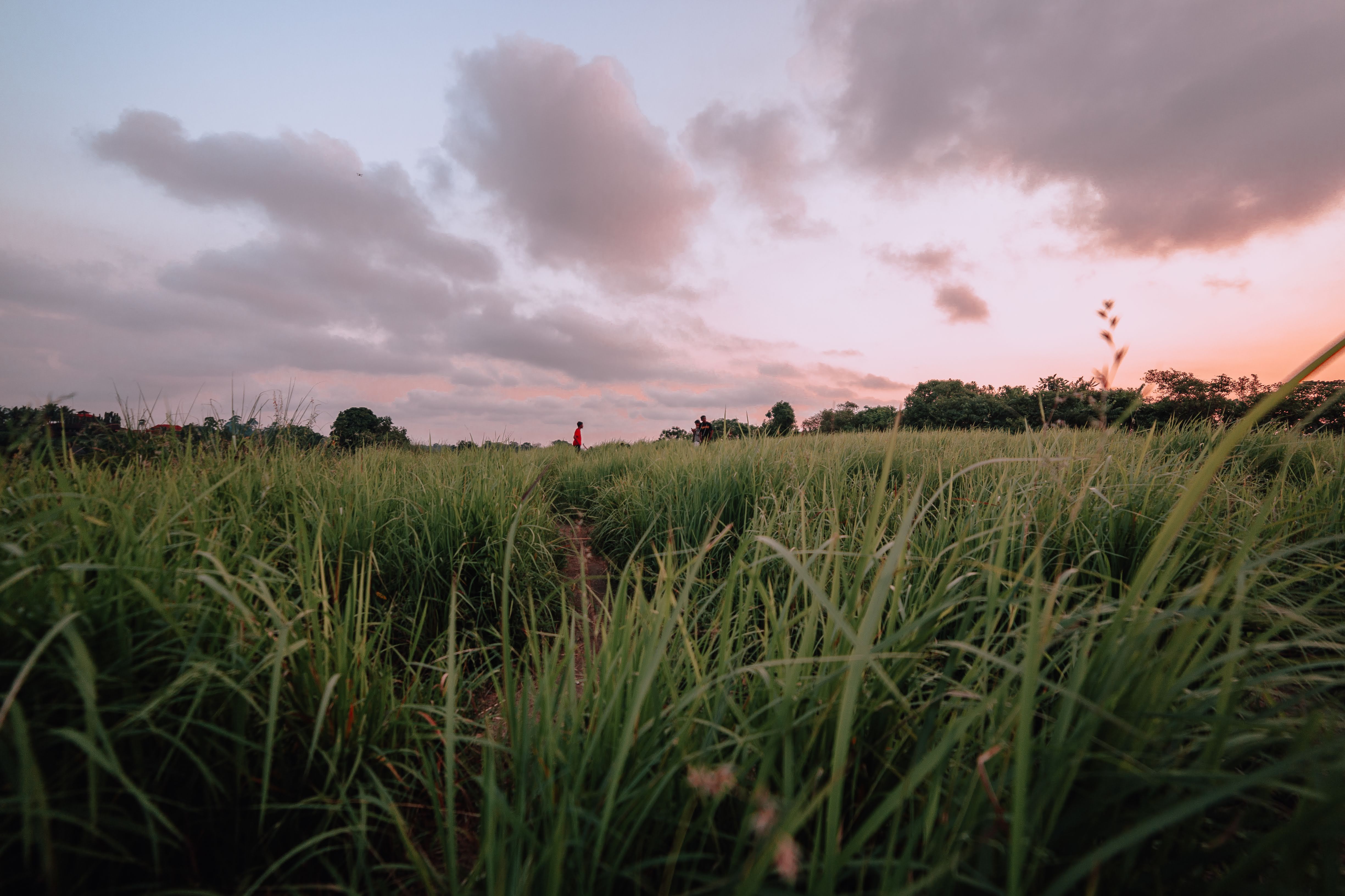 Grassy meadow against sunset sky · Free Stock Photo
