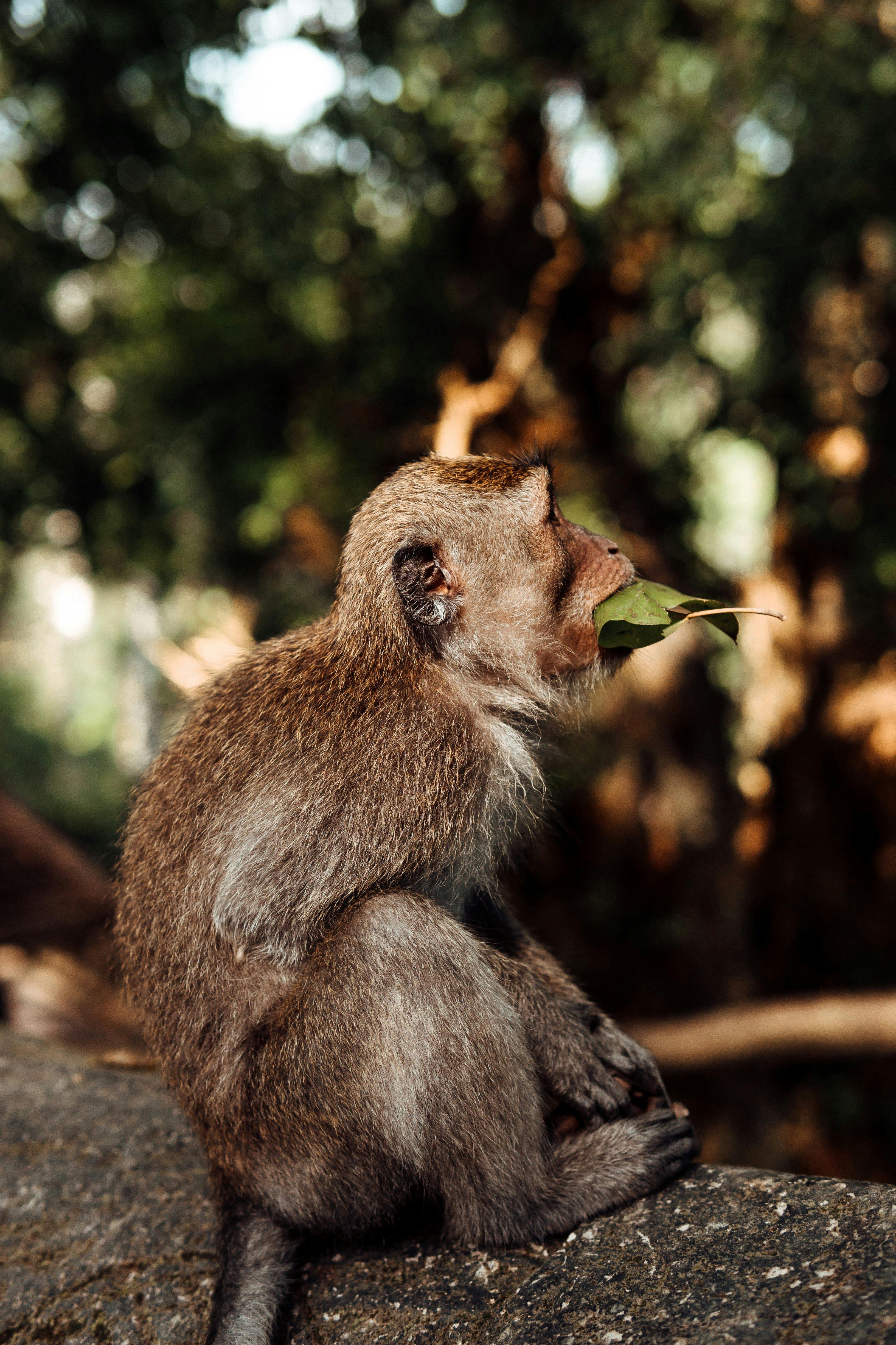 Small monkey screaming in zoo · Free Stock Photo