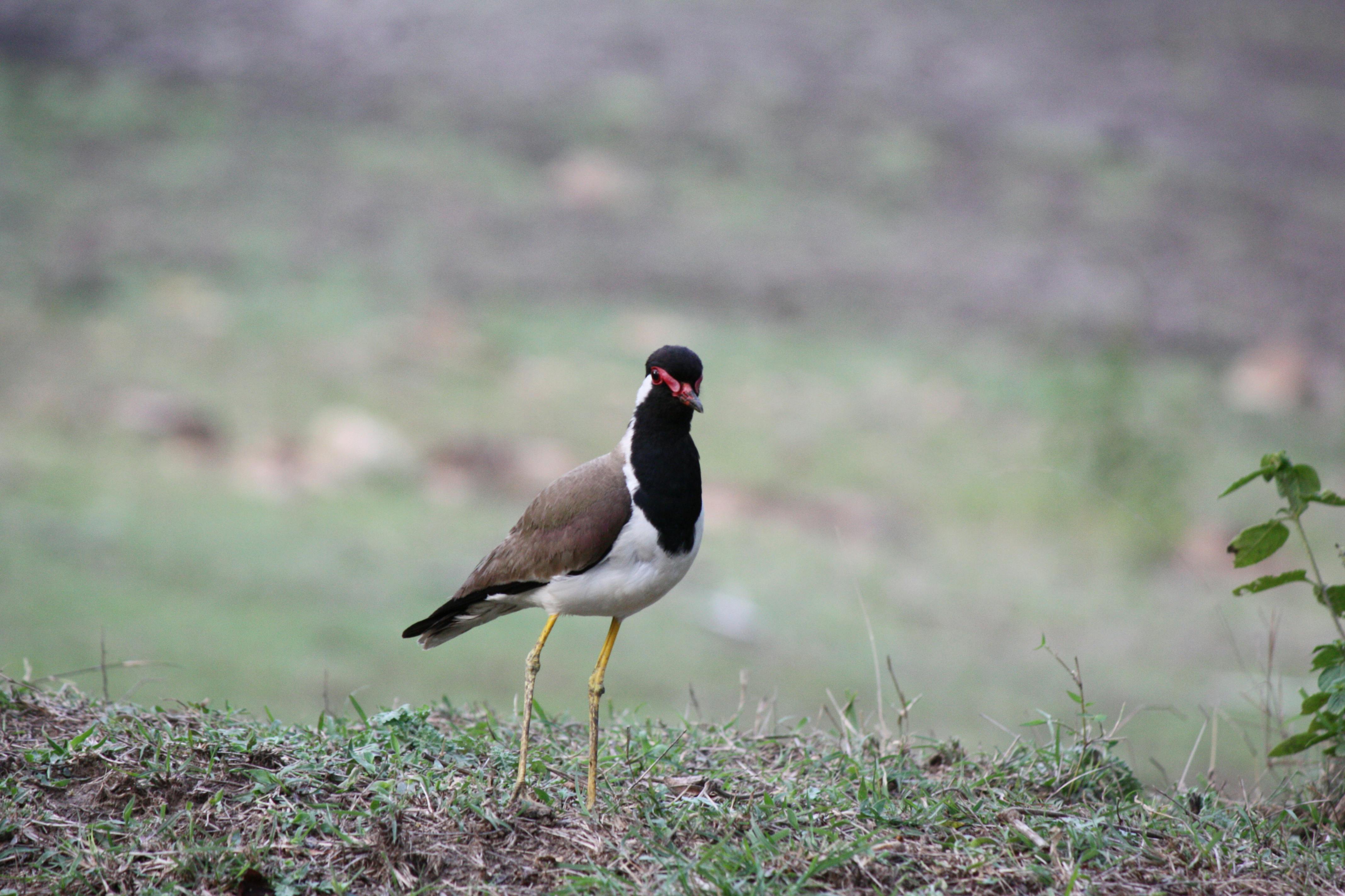 Wattle Photos, Download The BEST Free Wattle Stock Photos & HD Images