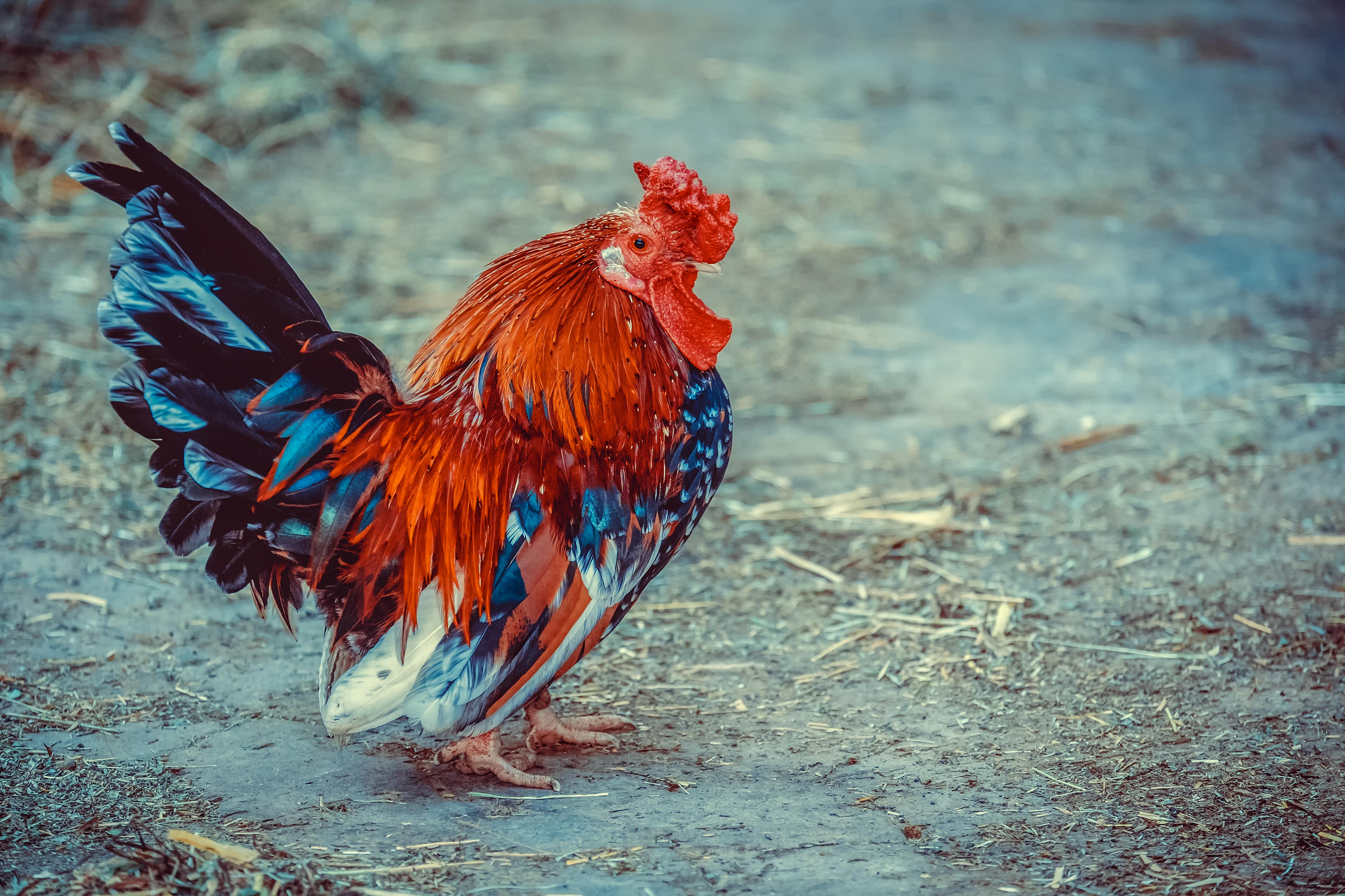 Rooster Call Photos, Download The BEST Free Rooster Call Stock Photos ...