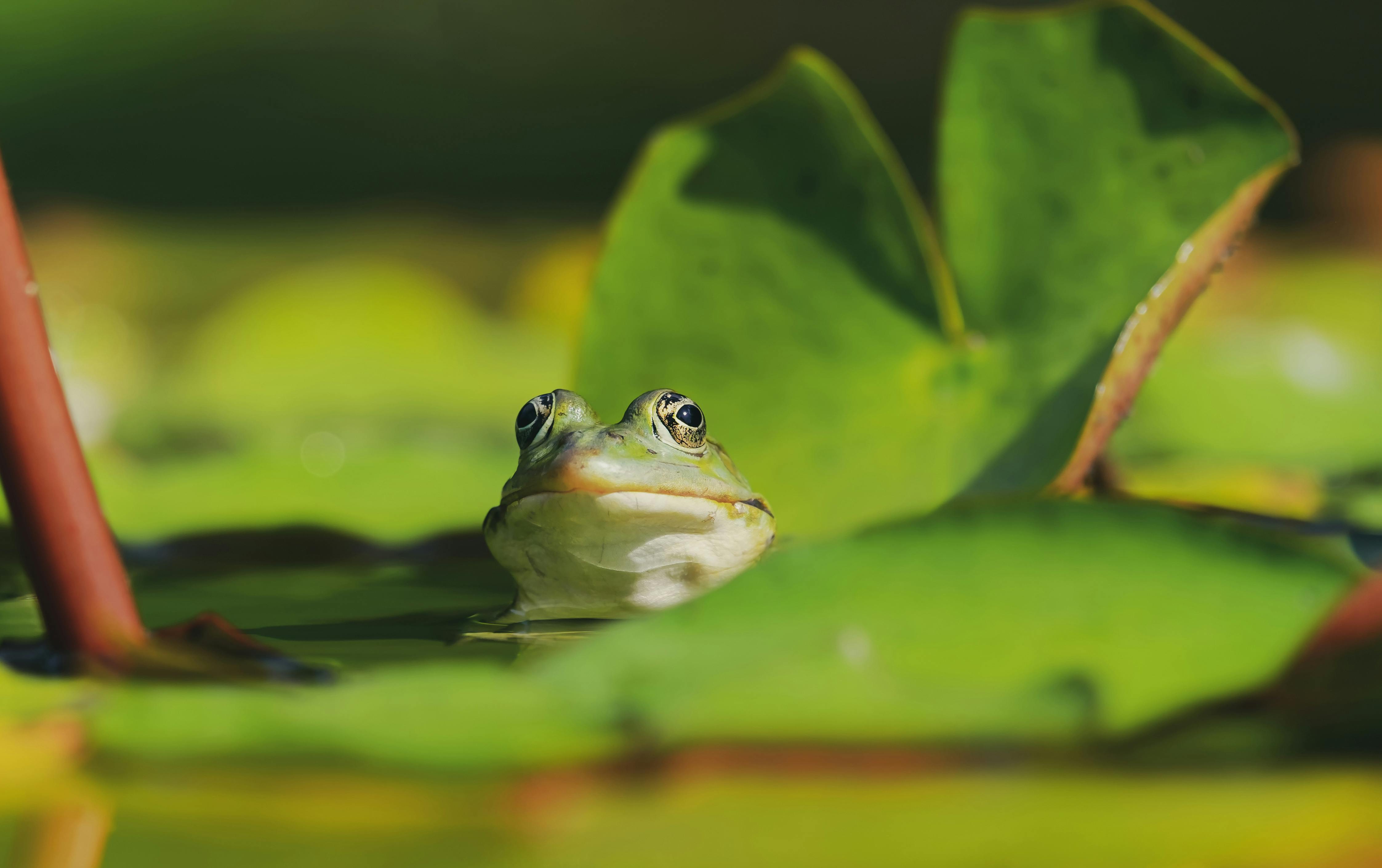 Frog Eyes Photos, Download The BEST Free Frog Eyes Stock Photos & HD Images