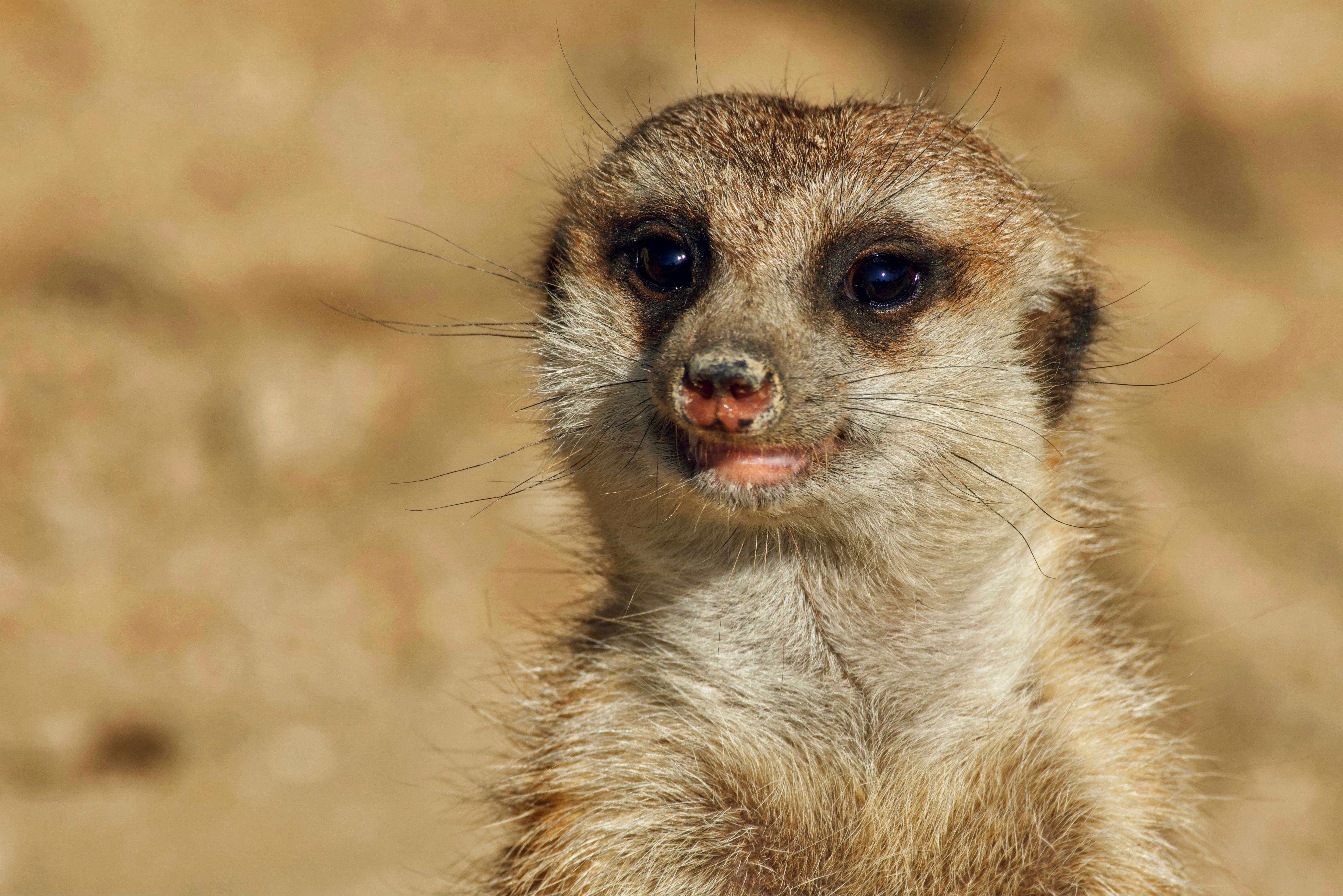 A Close-Up Shot of a Meerkat · Free Stock Photo