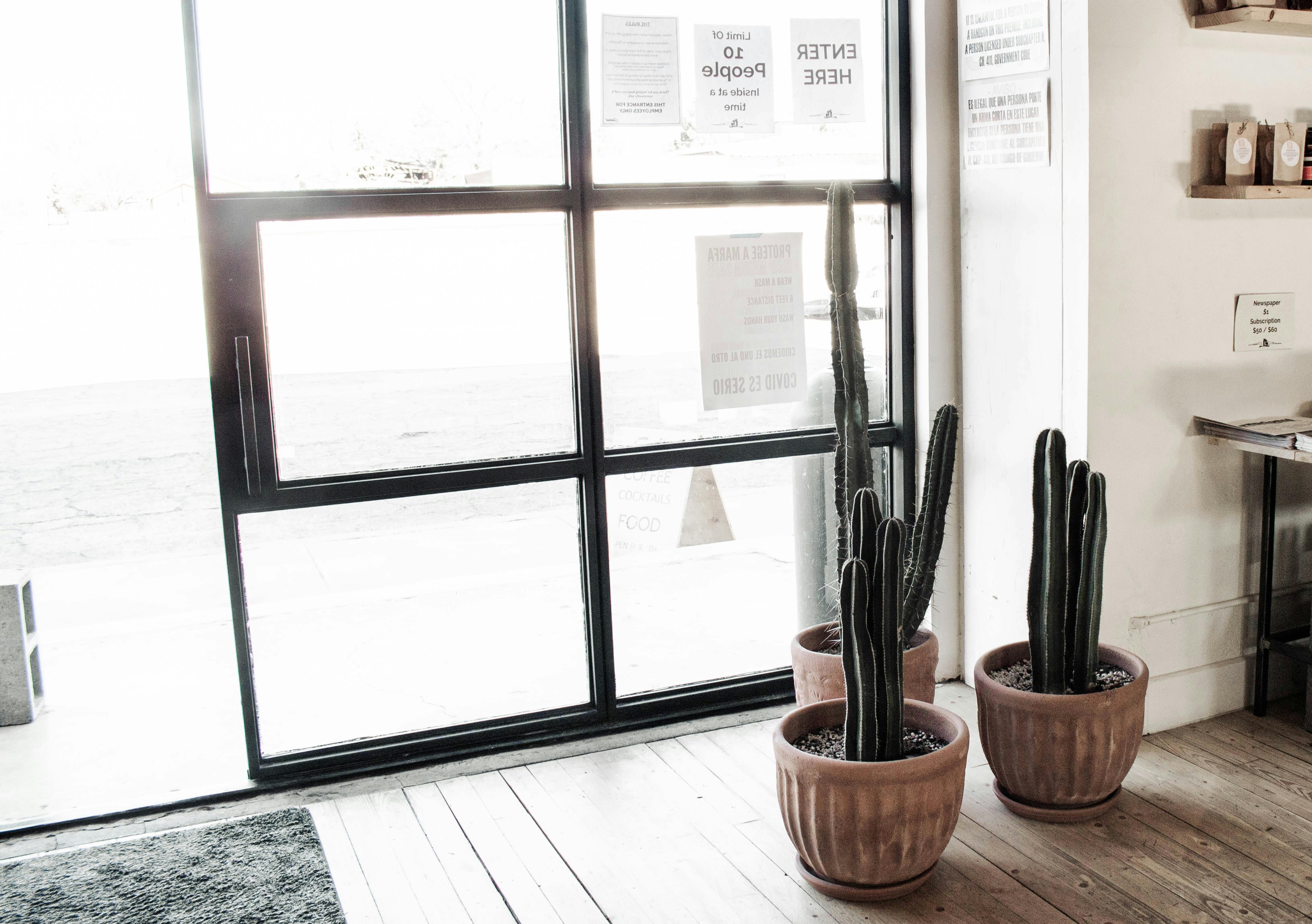 Discover the types of christmas cactus house plants