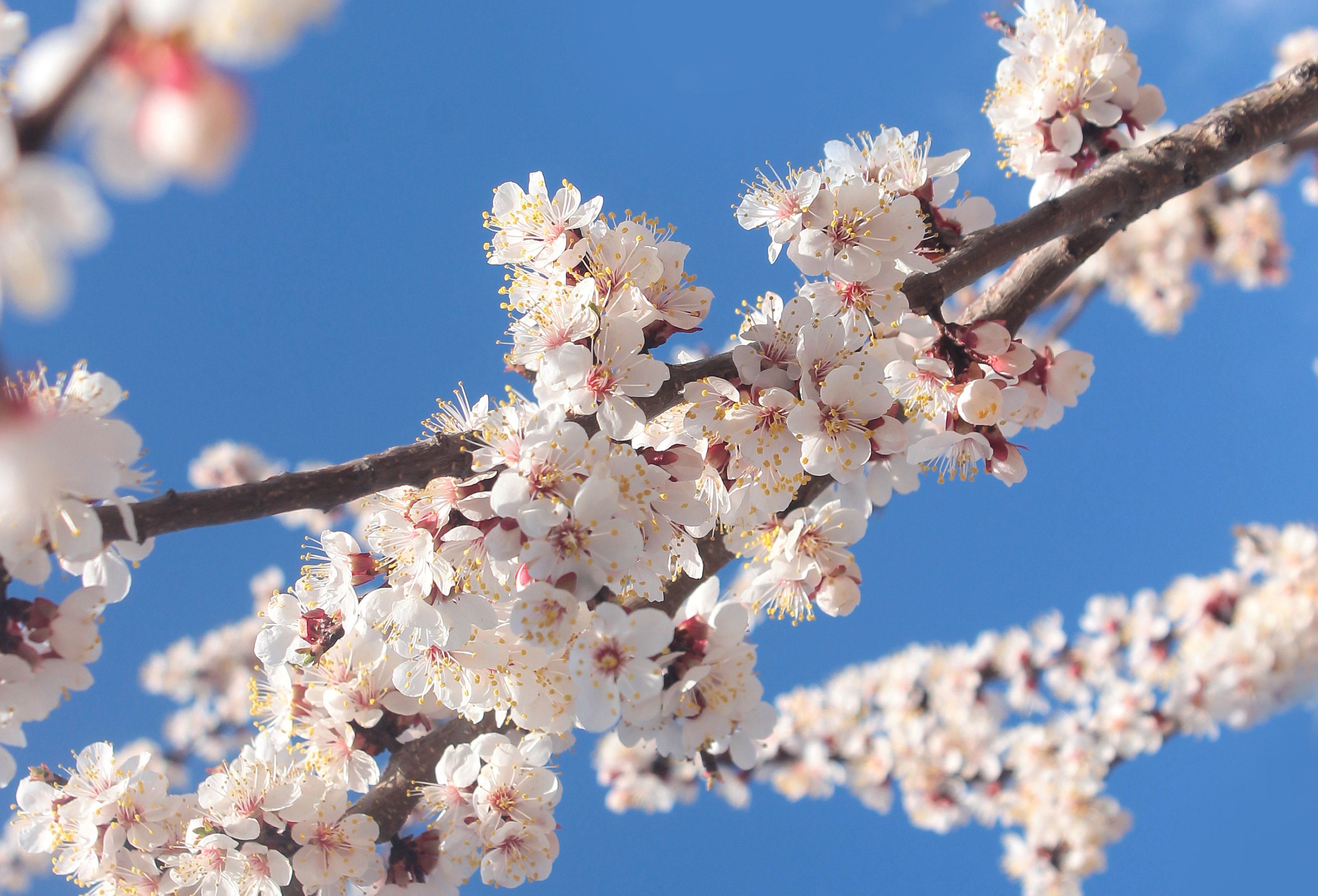 Spring Blossom Orchard Photos, Download The BEST Free Spring Blossom ...