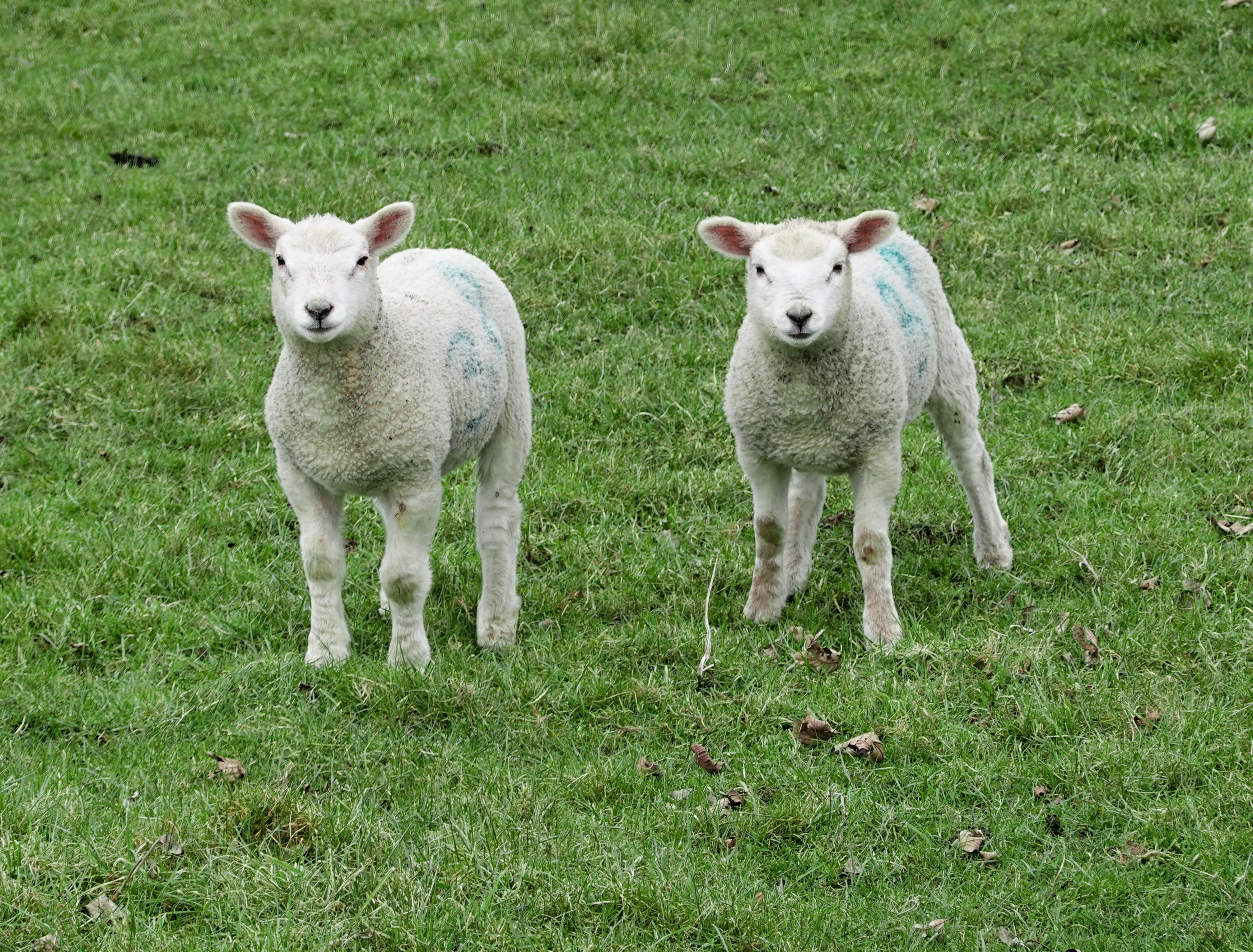Lambs on a Grass Field · Free Stock Photo