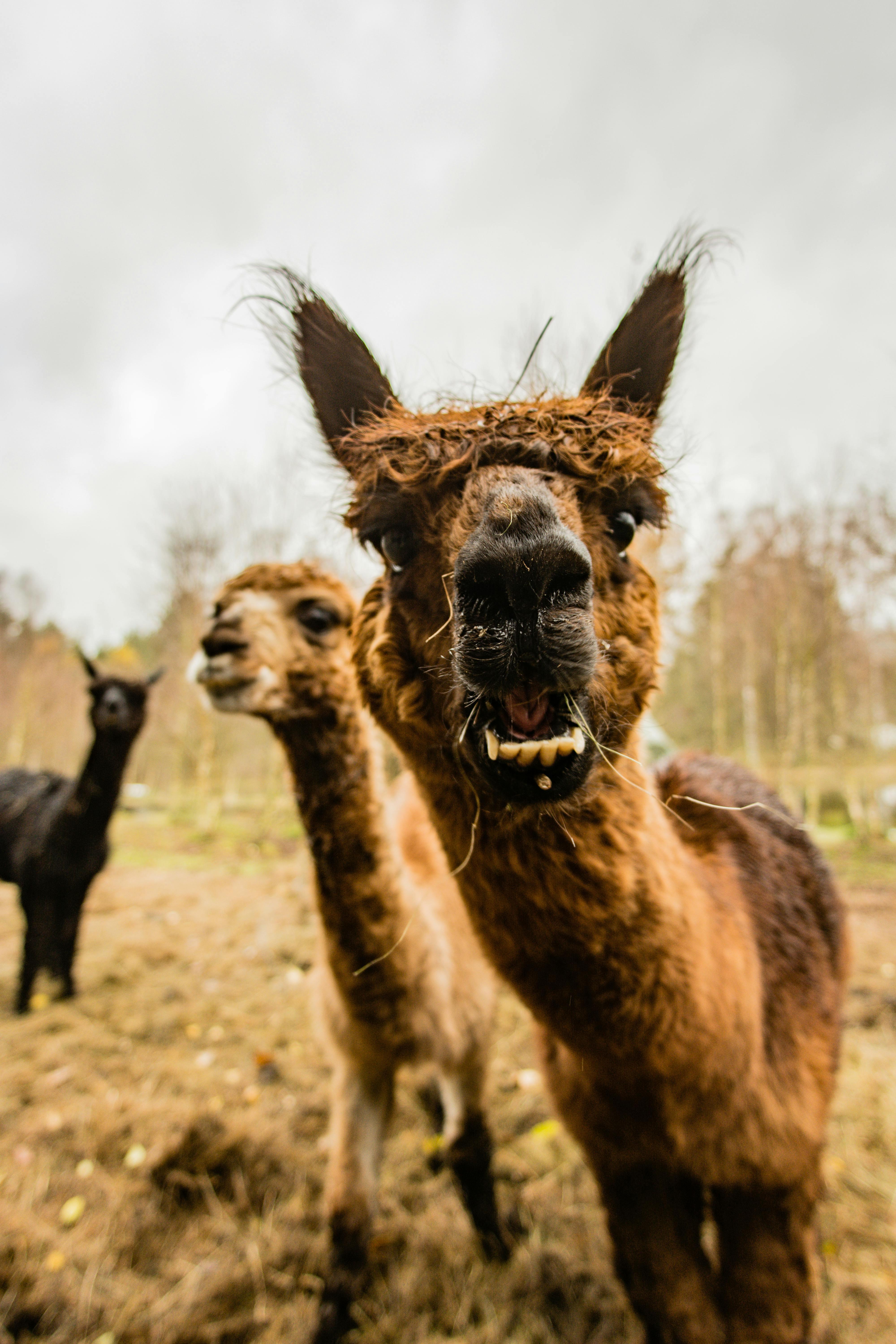 10+ Lama Fotos · Pexels · Kostenlose Stock Fotos