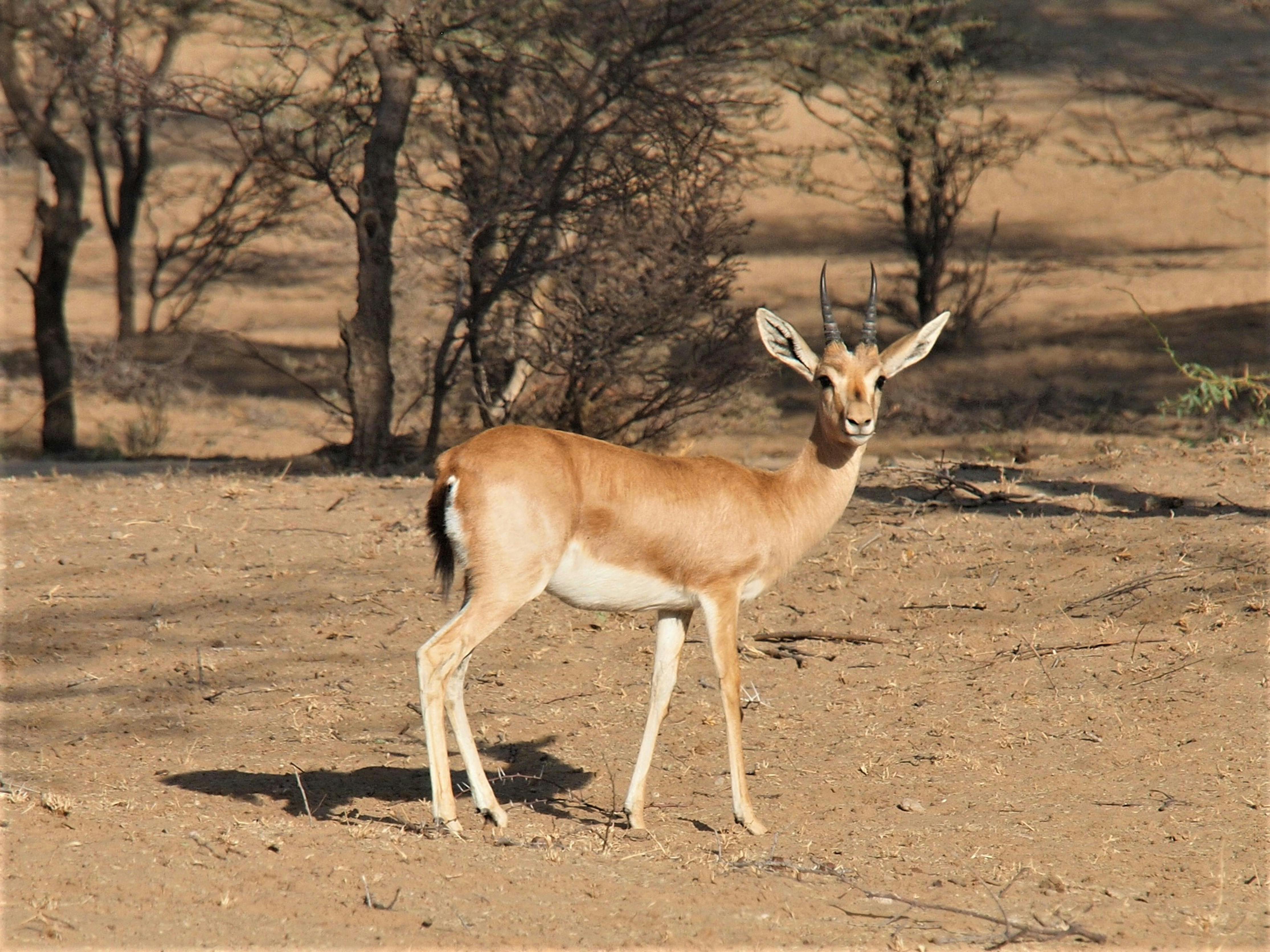Chinkara Photos, Download The BEST Free Chinkara Stock Photos & HD Images