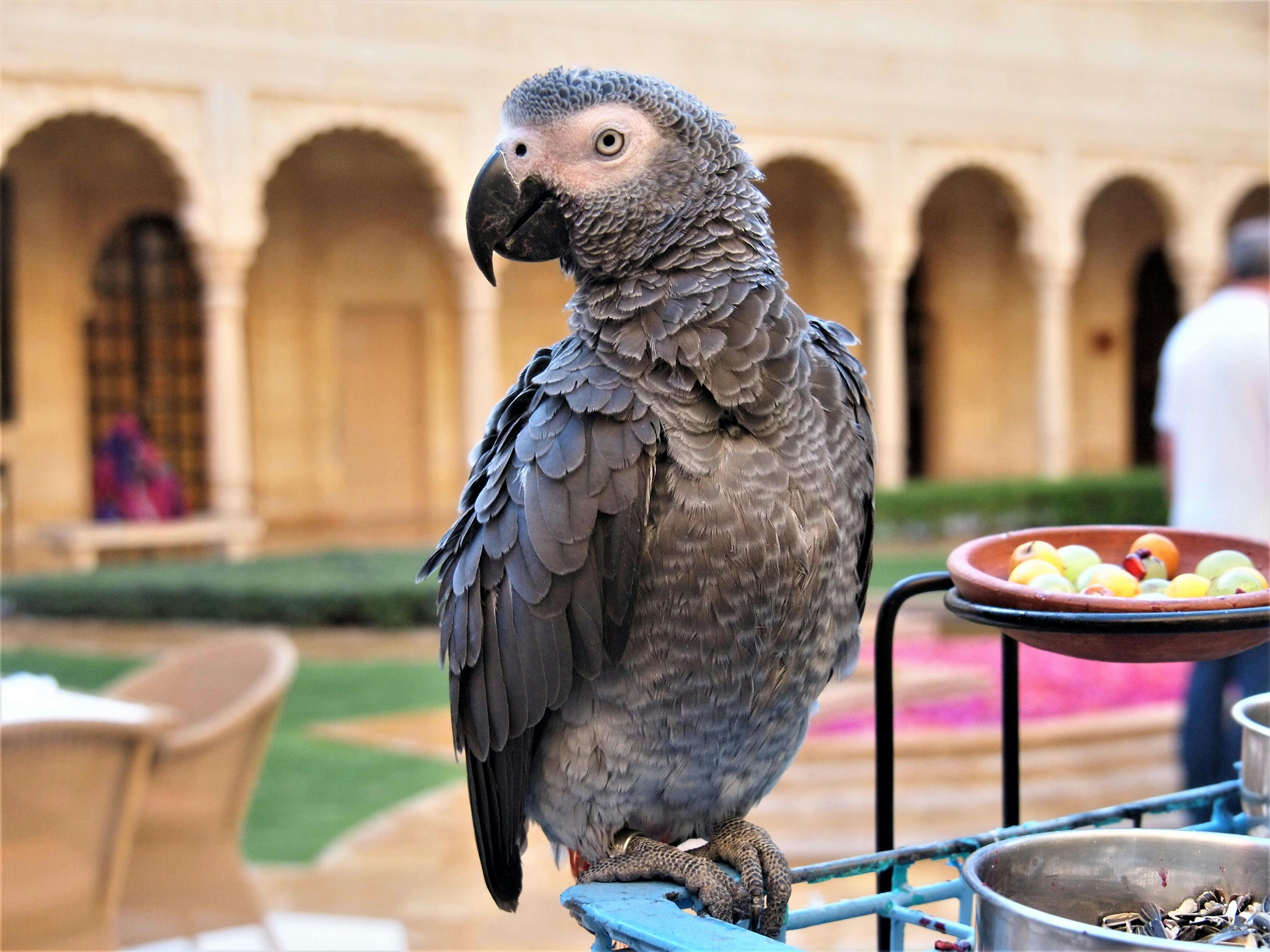 Parrot Perched on Metal Railing · Free Stock Photo