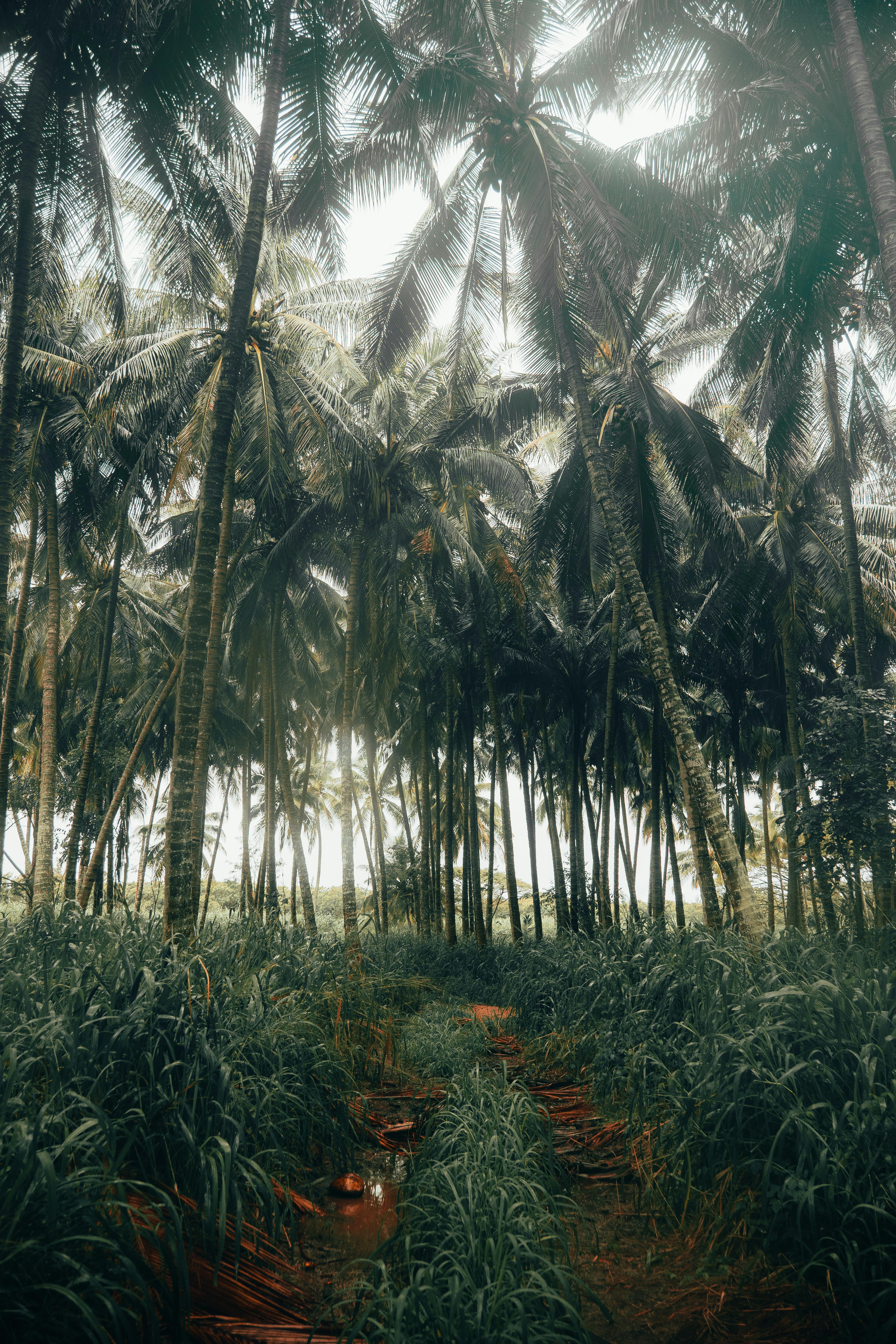 Pathway Under Coconut trees · Free Stock Photo
