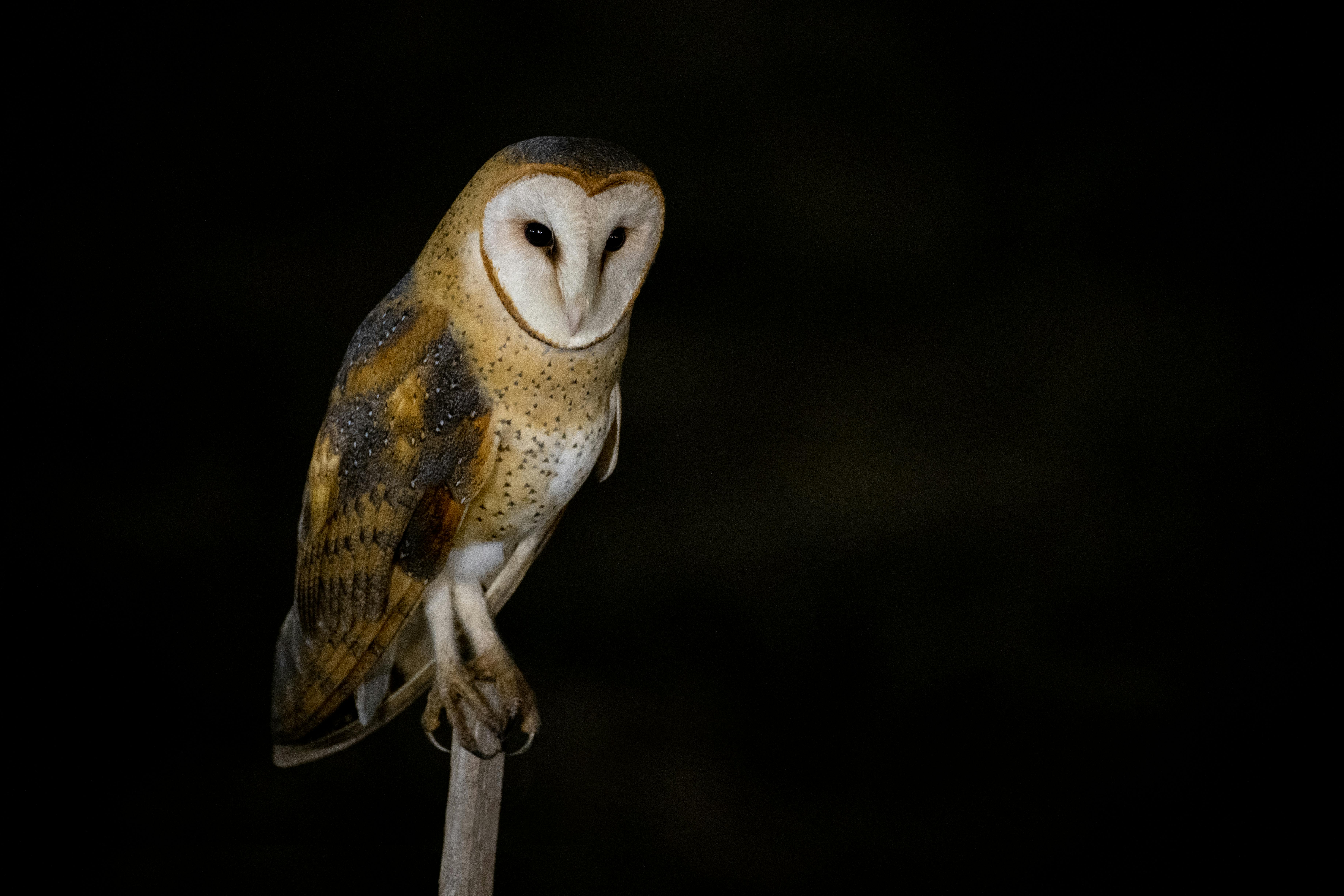 2,000+ Best Barn Owl Photos · 100% Free Download · Pexels Stock Photos