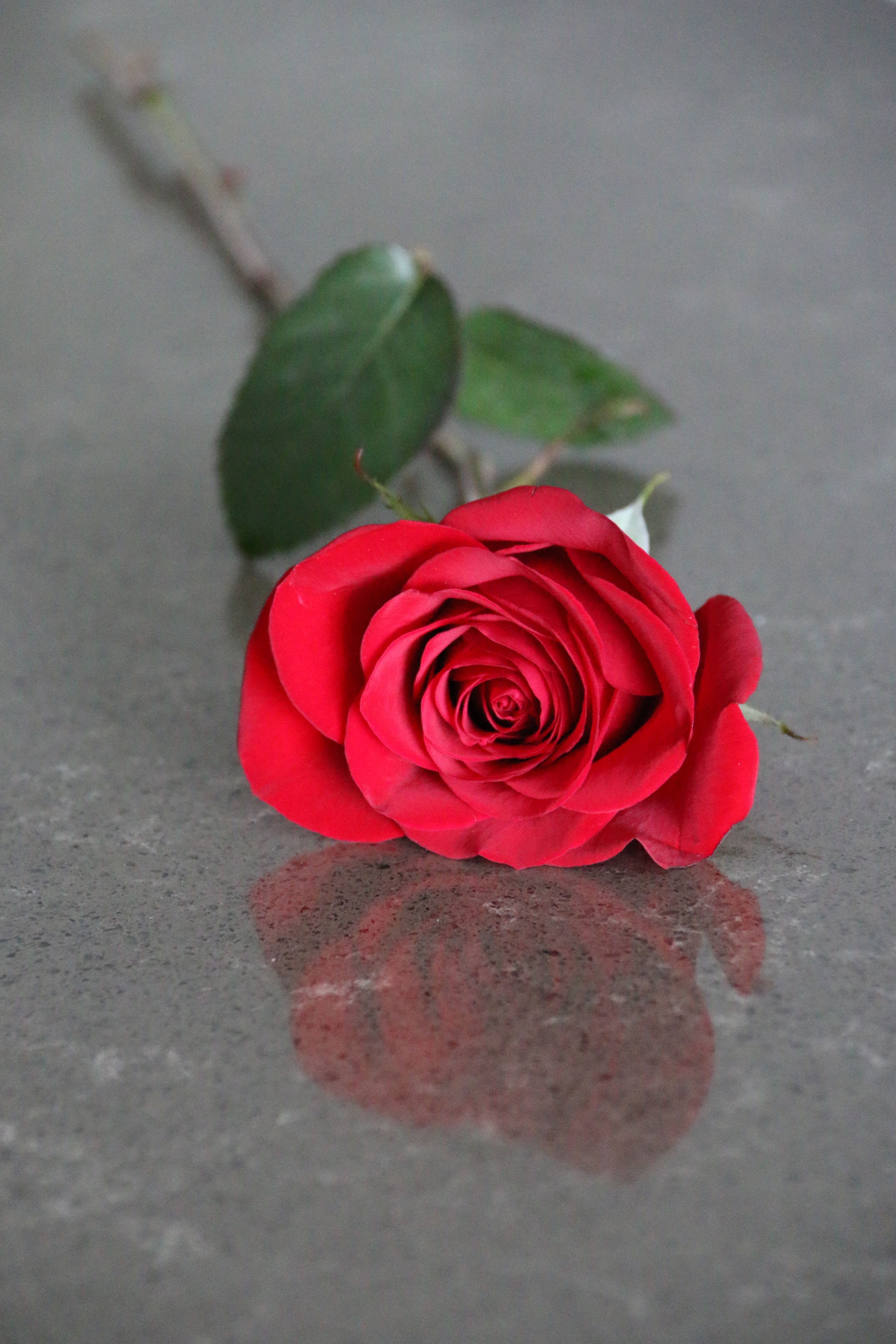 A Close-Up Shot of a Stem of Rose · Free Stock Photo