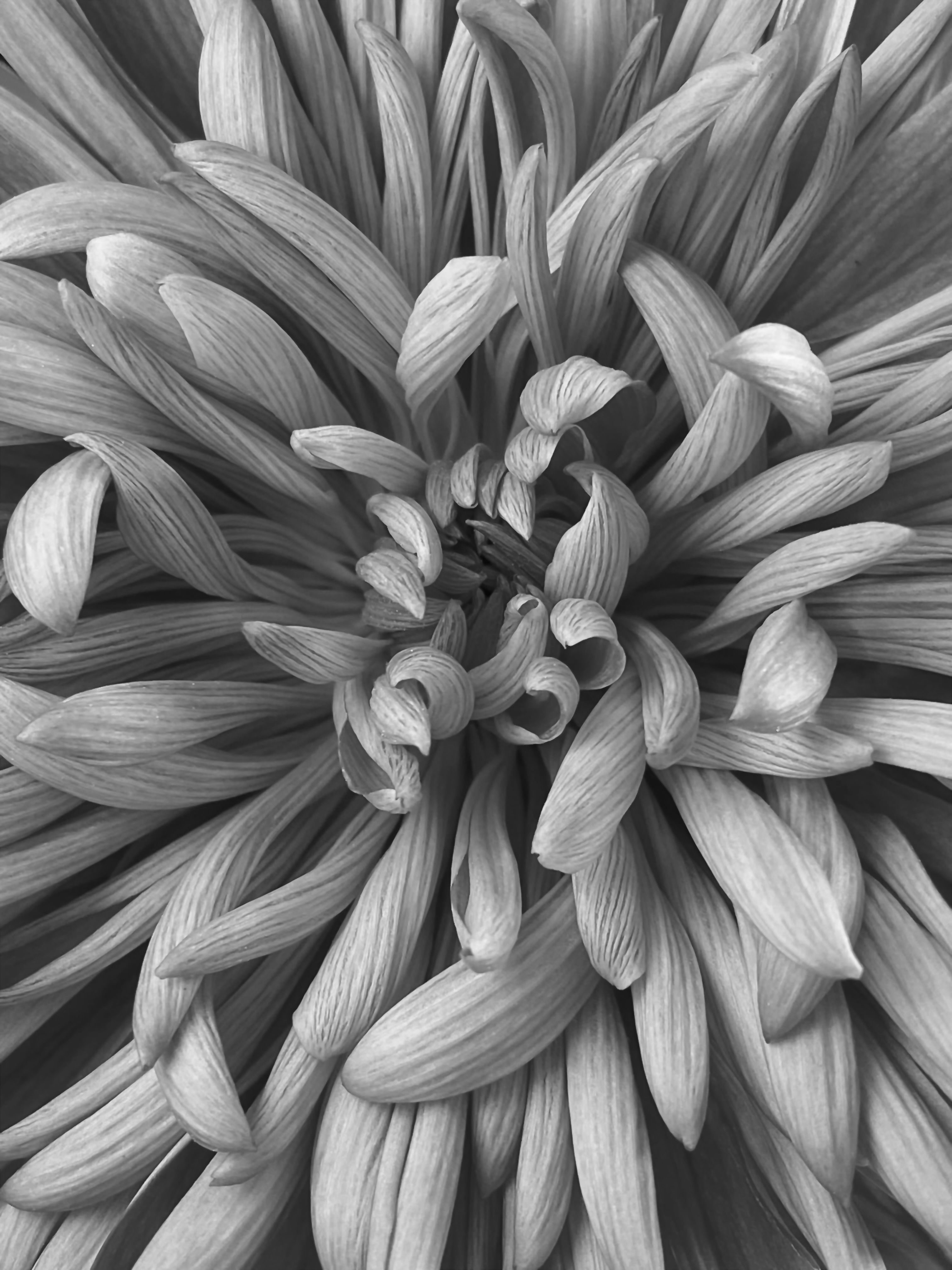 Close up Shot of a Flower in Bloom · Free Stock Photo
