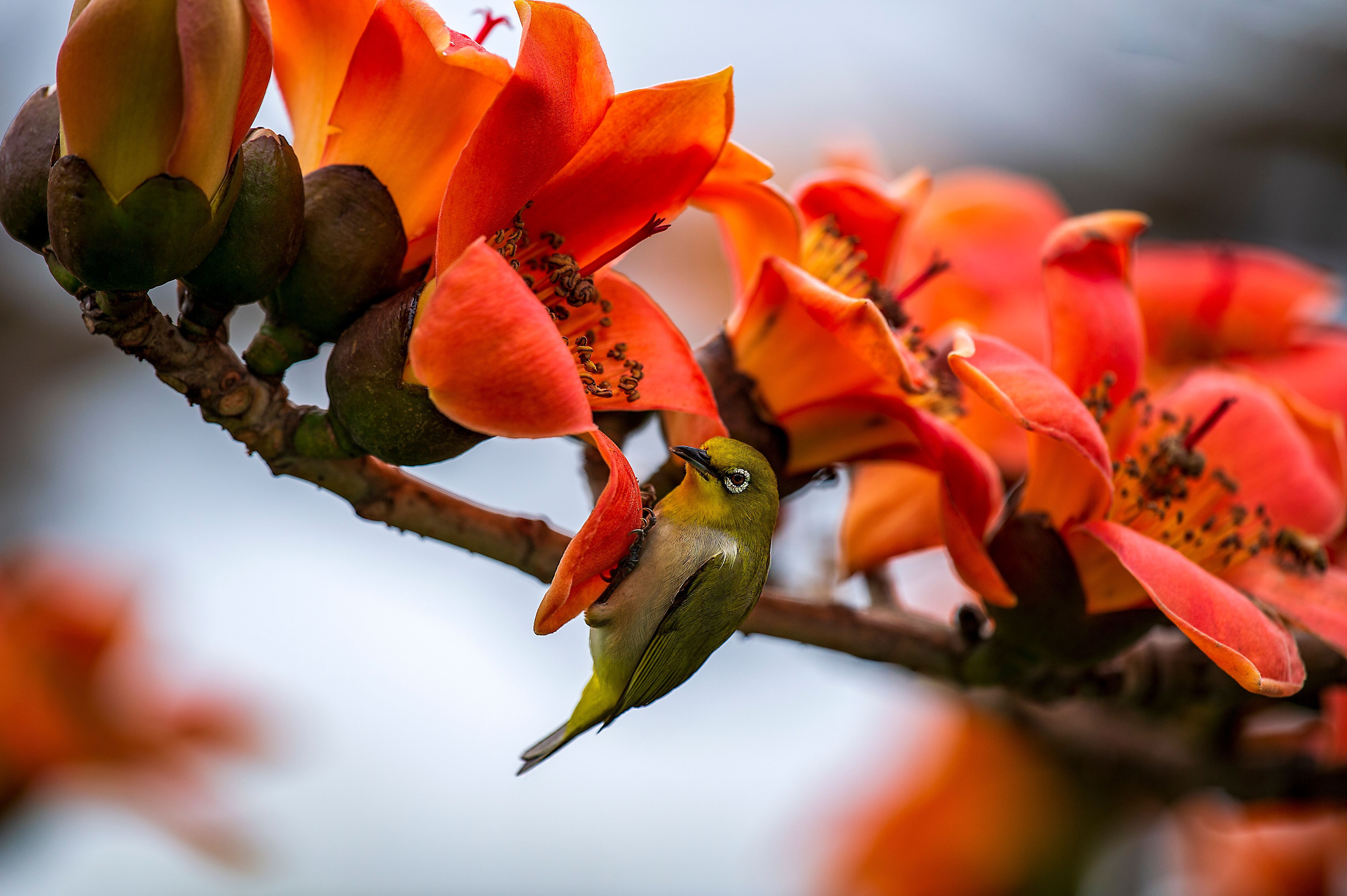 A Small Green Bird on a Red Flower · Free Stock Photo