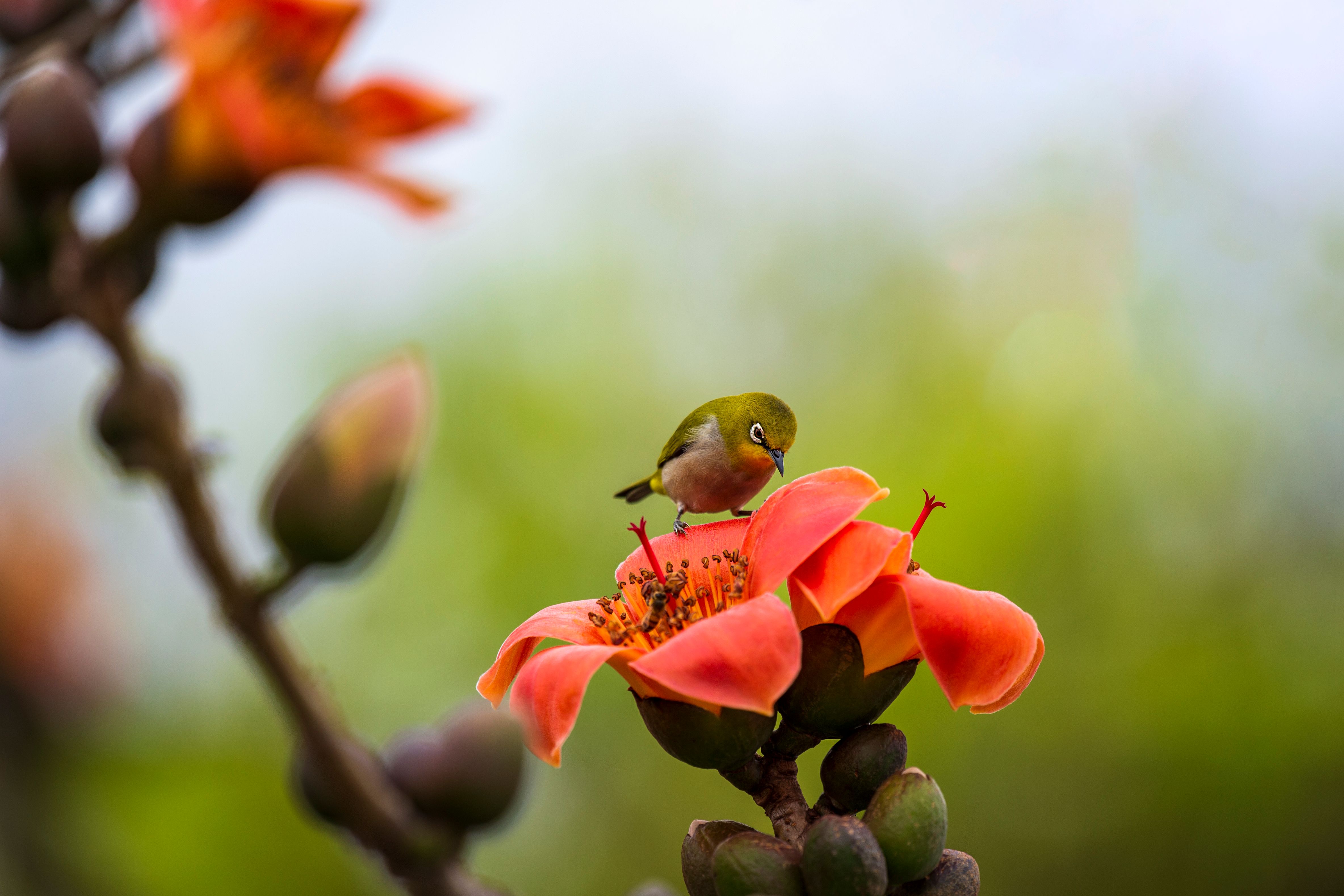 Green Bird on Red Flower · Free Stock Photo