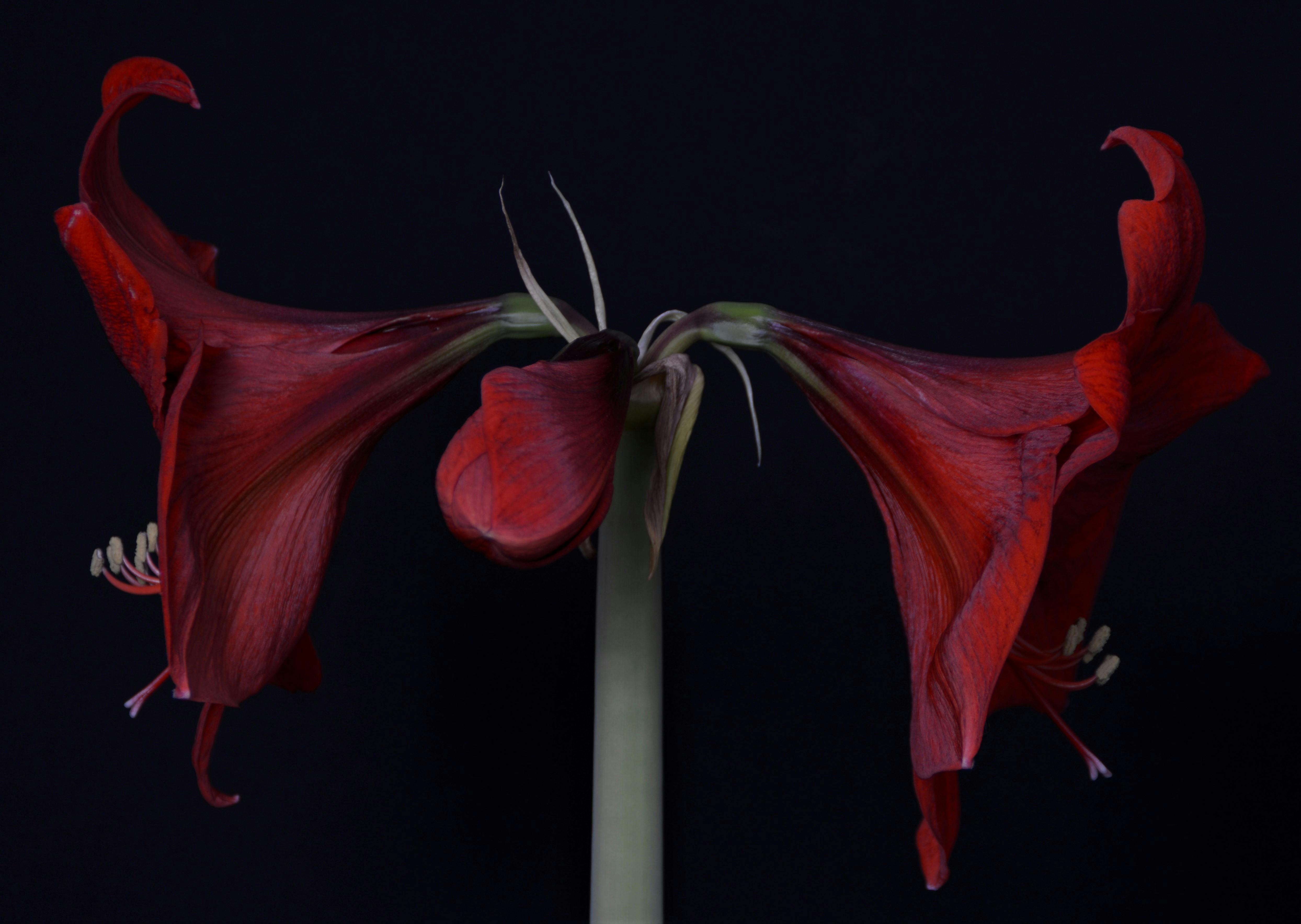 Gary Ingram - 사진