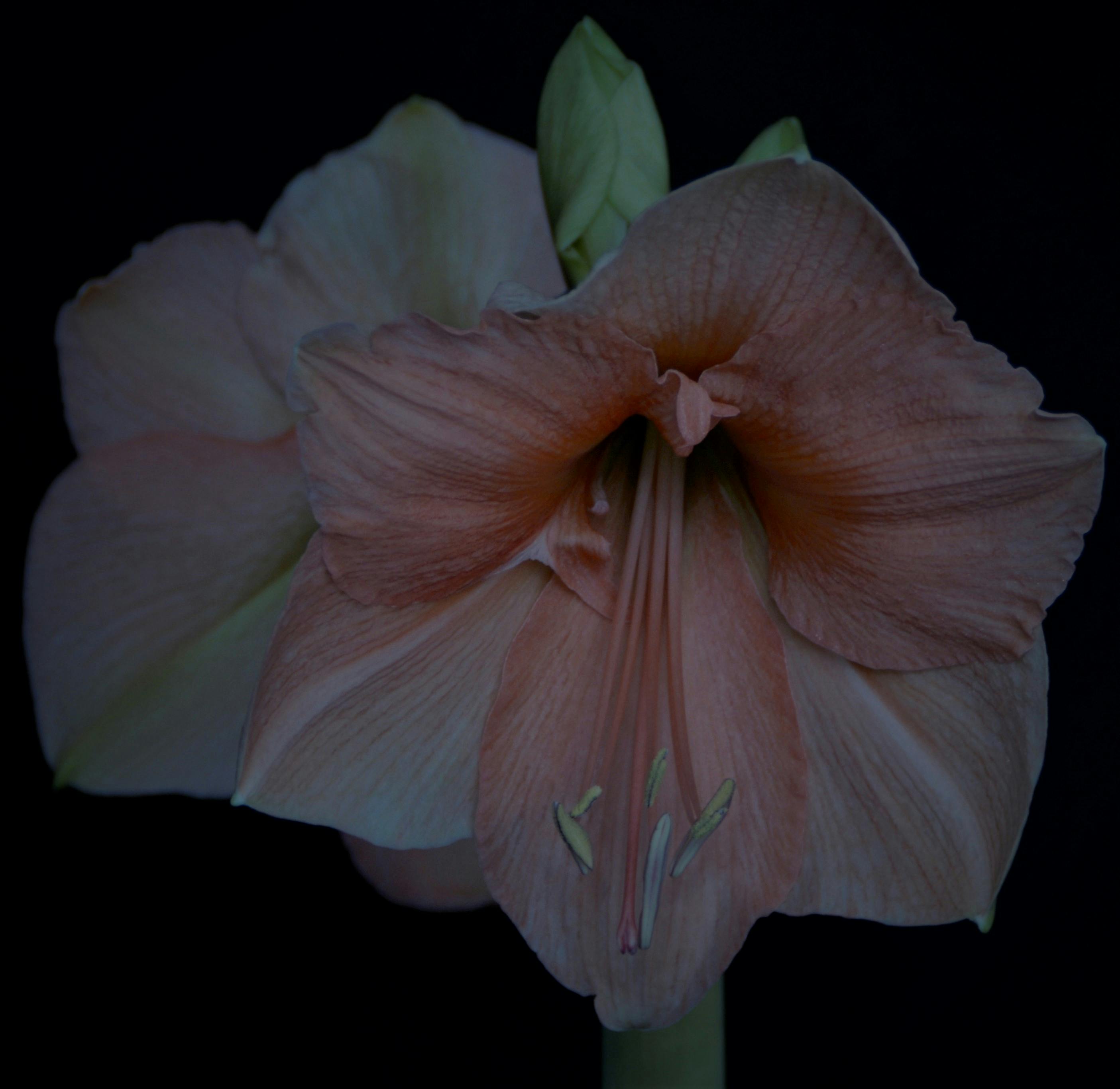 Gary Ingram - 사진