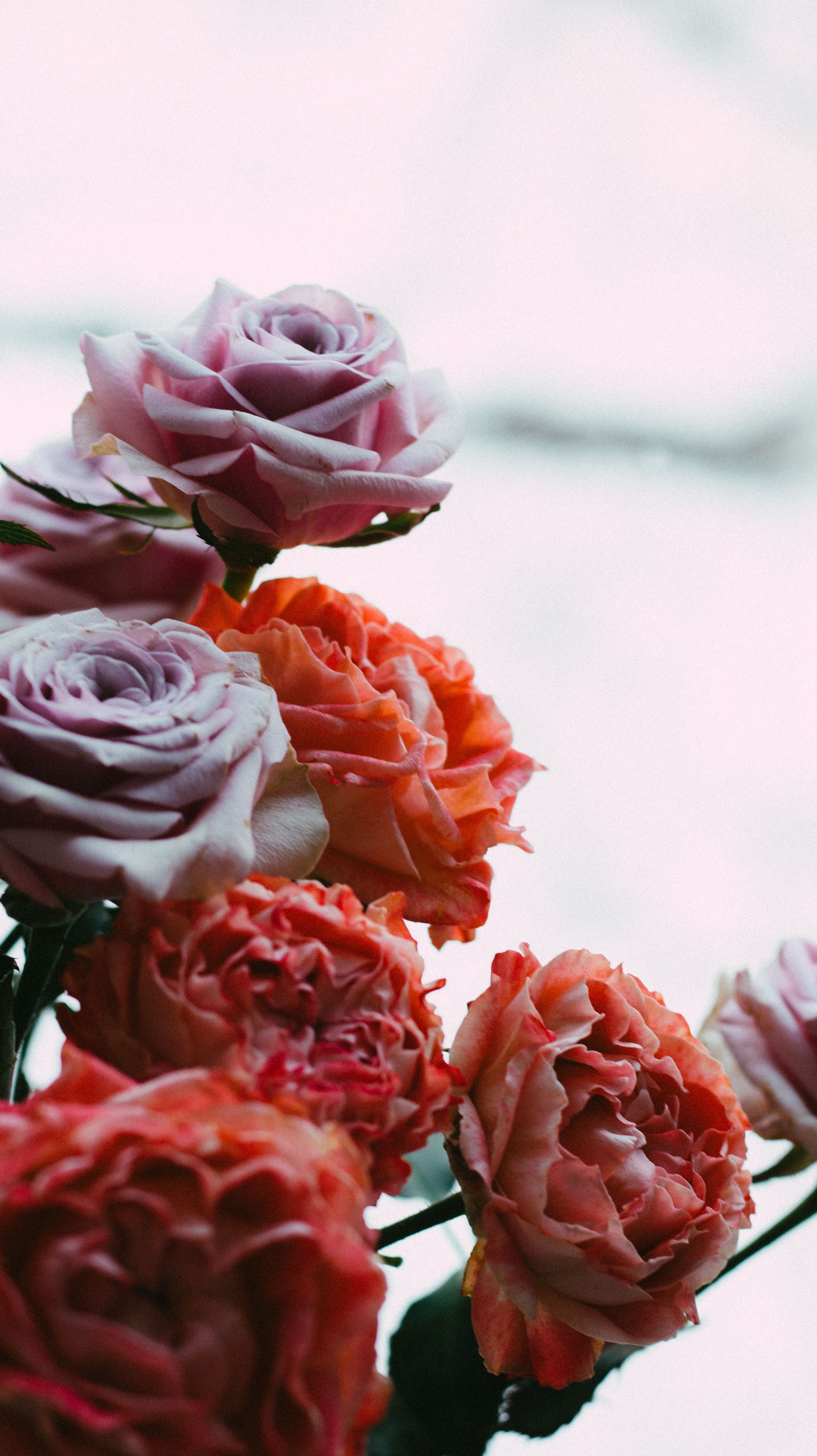 A Close-Up Shot of Rose Flowers · Free Stock Photo