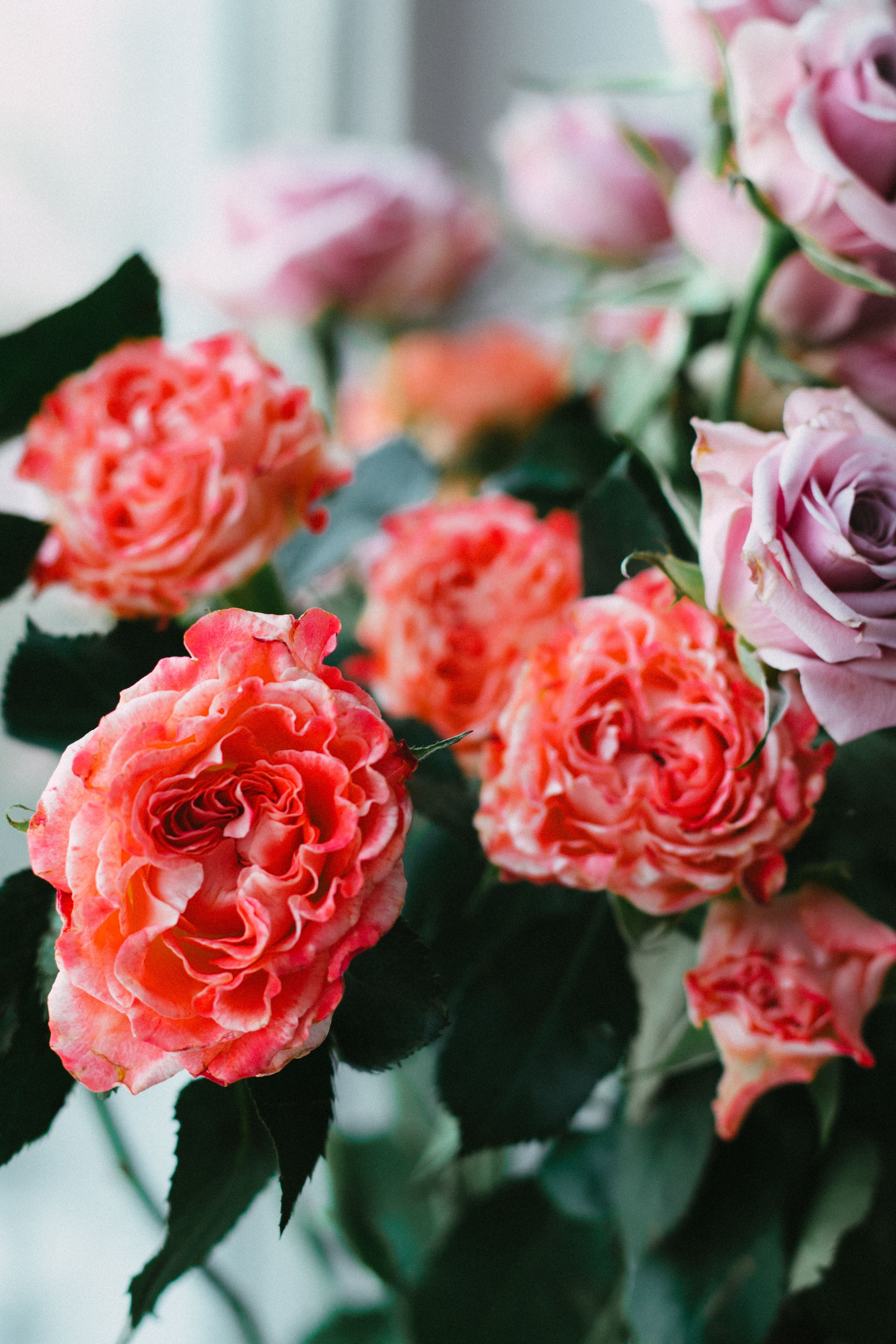 A Close-Up Shot of Rose Flowers · Free Stock Photo