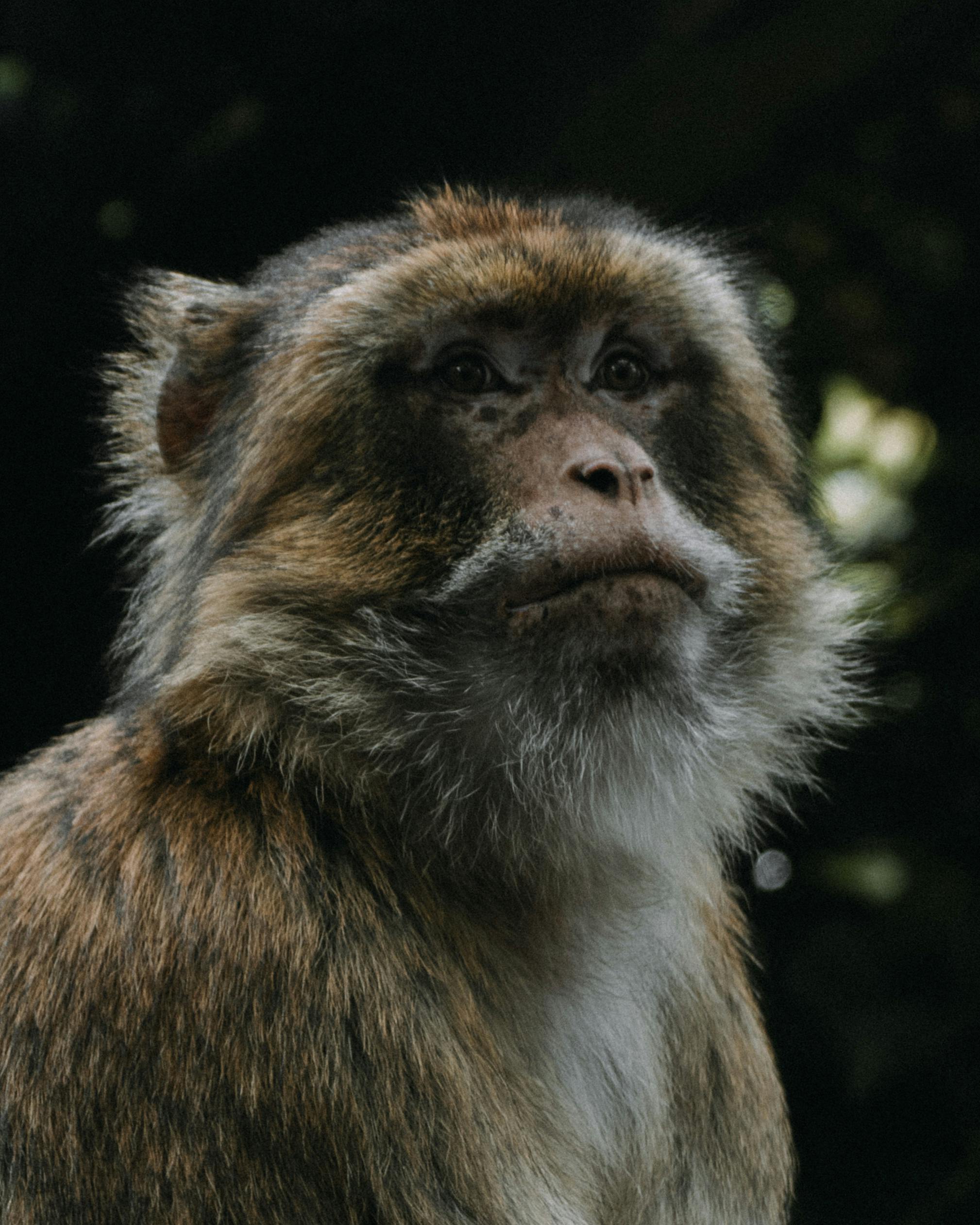 Cute monkey sitting in nature · Free Stock Photo