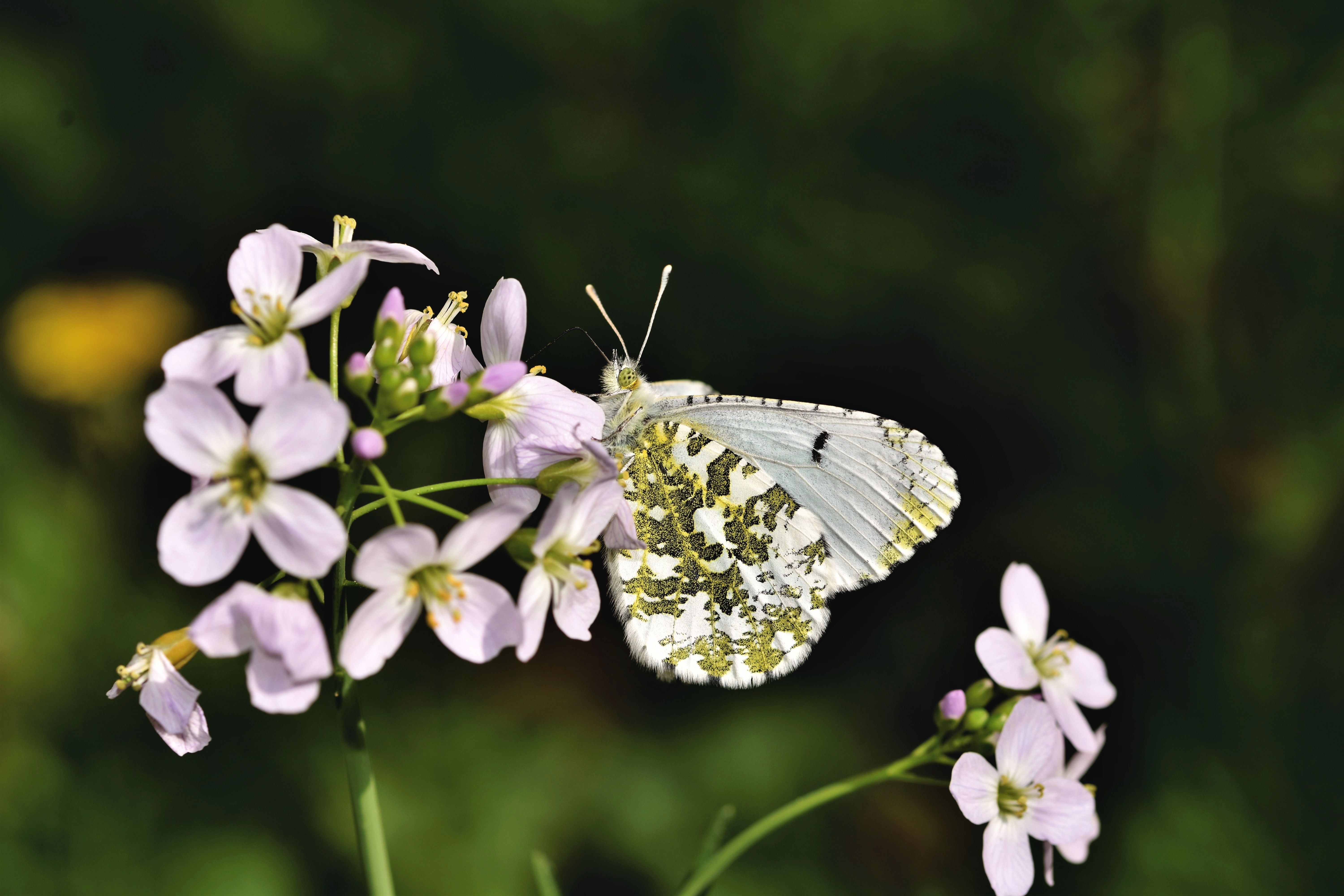 Blue Butterfly · Free Stock Photo
