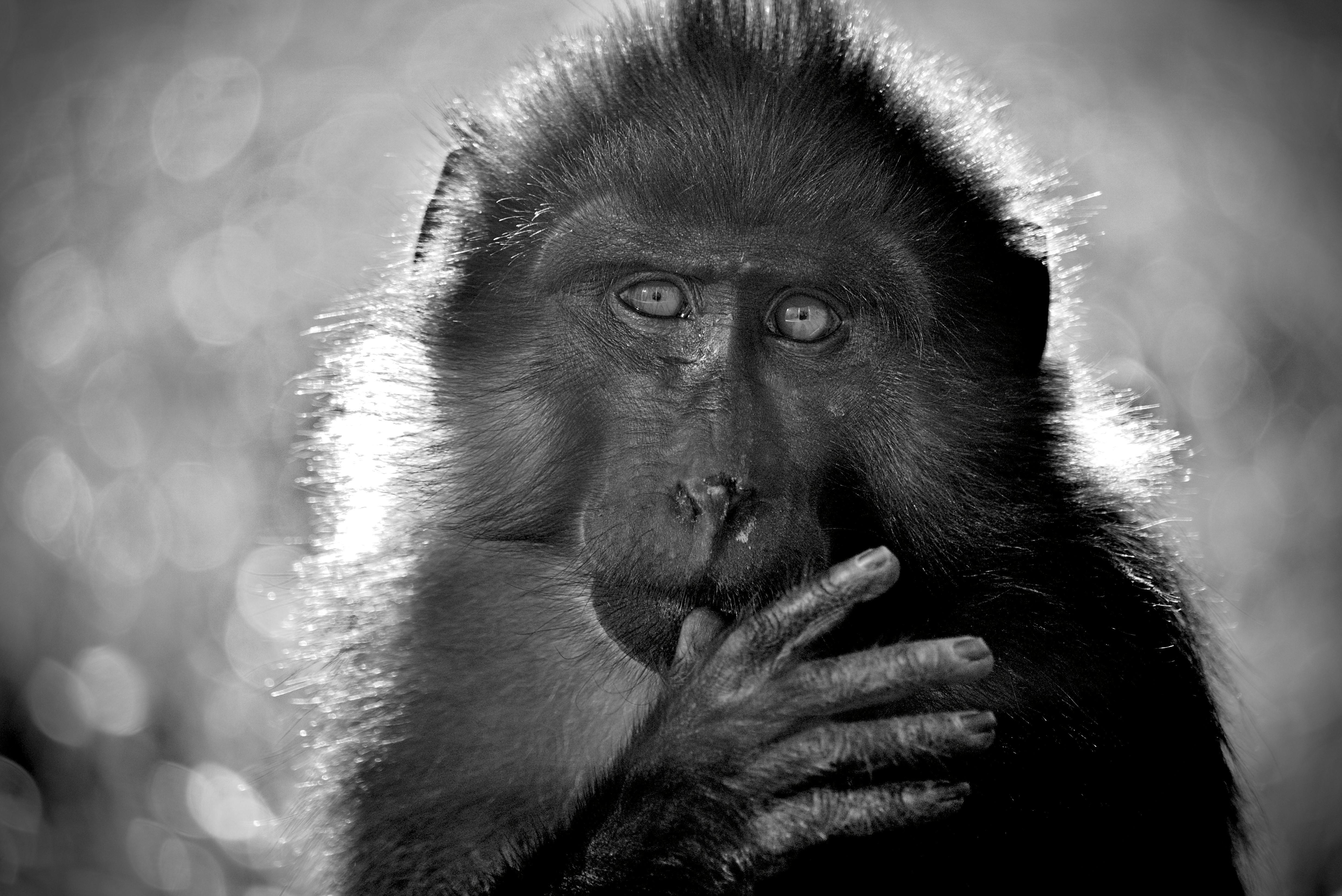 Grayscale Photo of a Monkey · Free Stock Photo