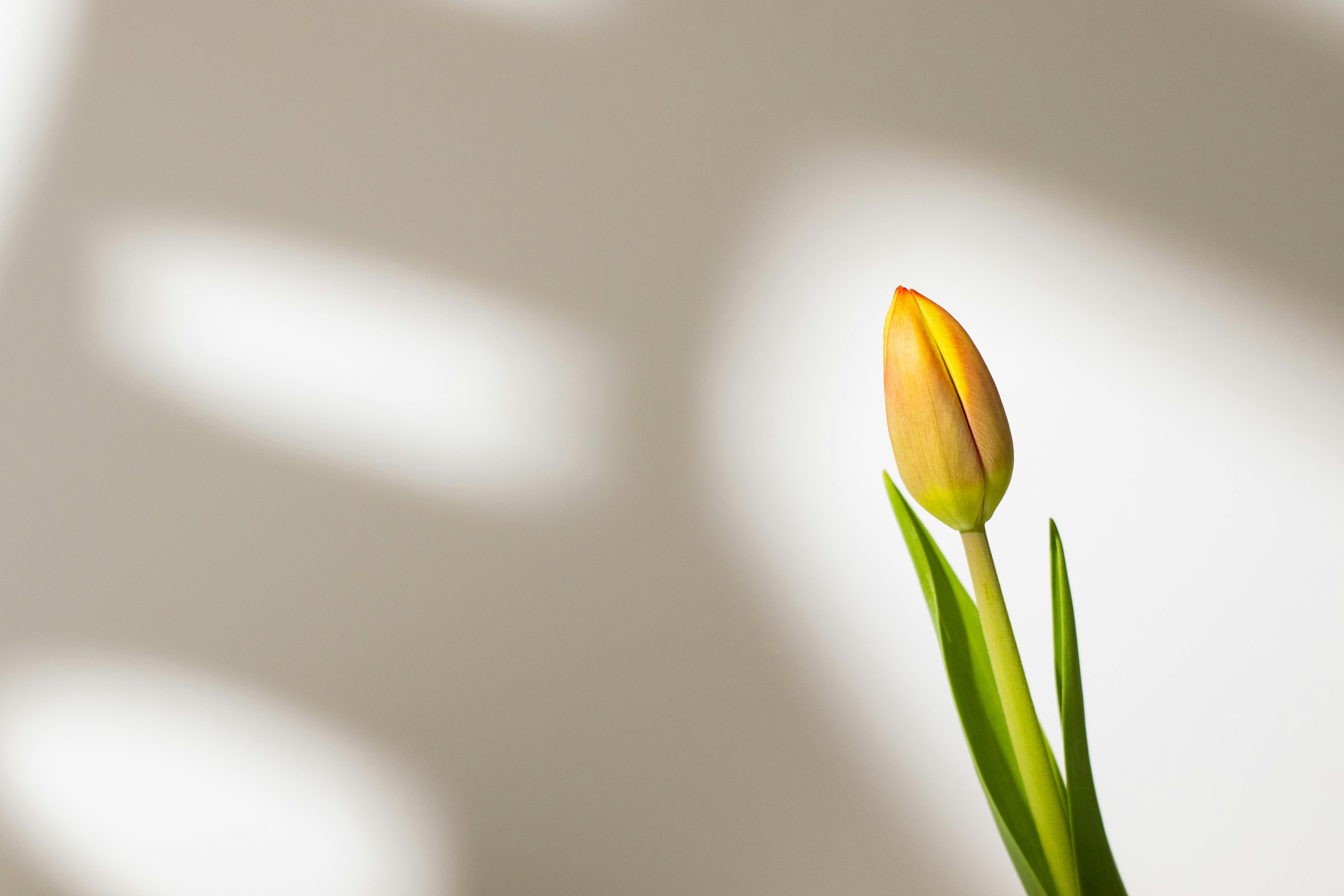 Tulip Photography Photos, Download The BEST Free Tulip Photography ...
