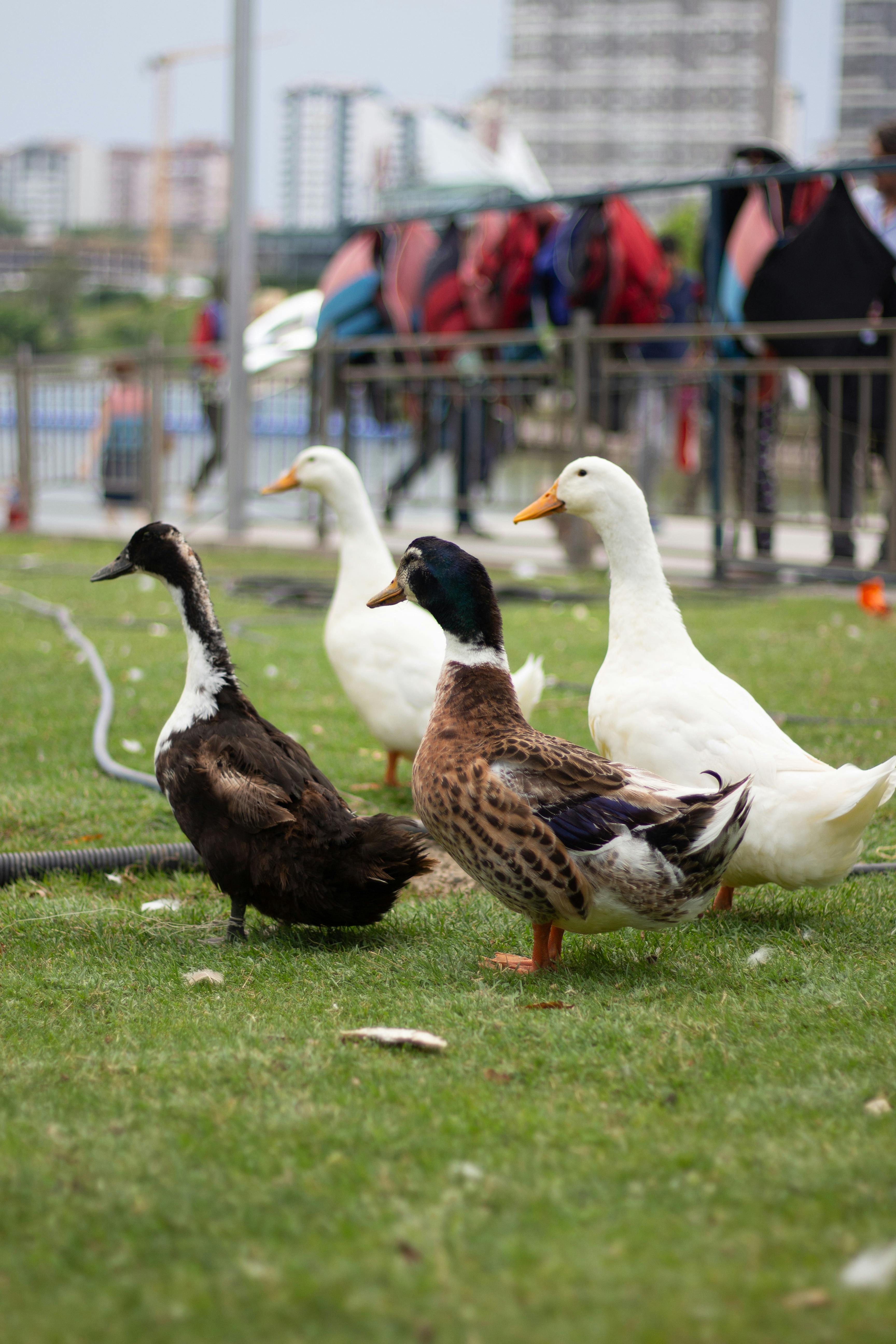 Brown White and Blue Duck · Free Stock Photo