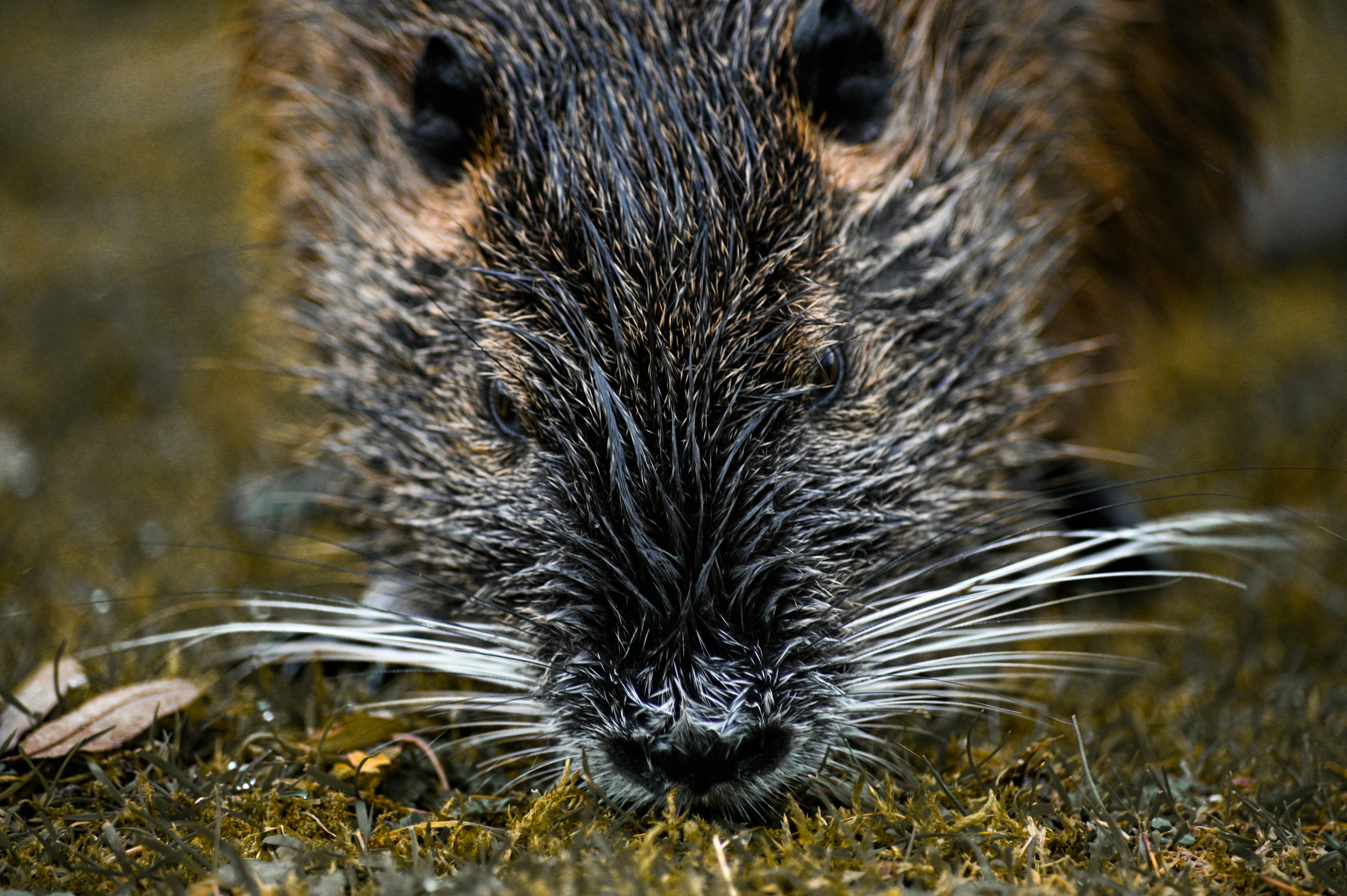 Close-Up Shot of a Rodent · Free Stock Photo