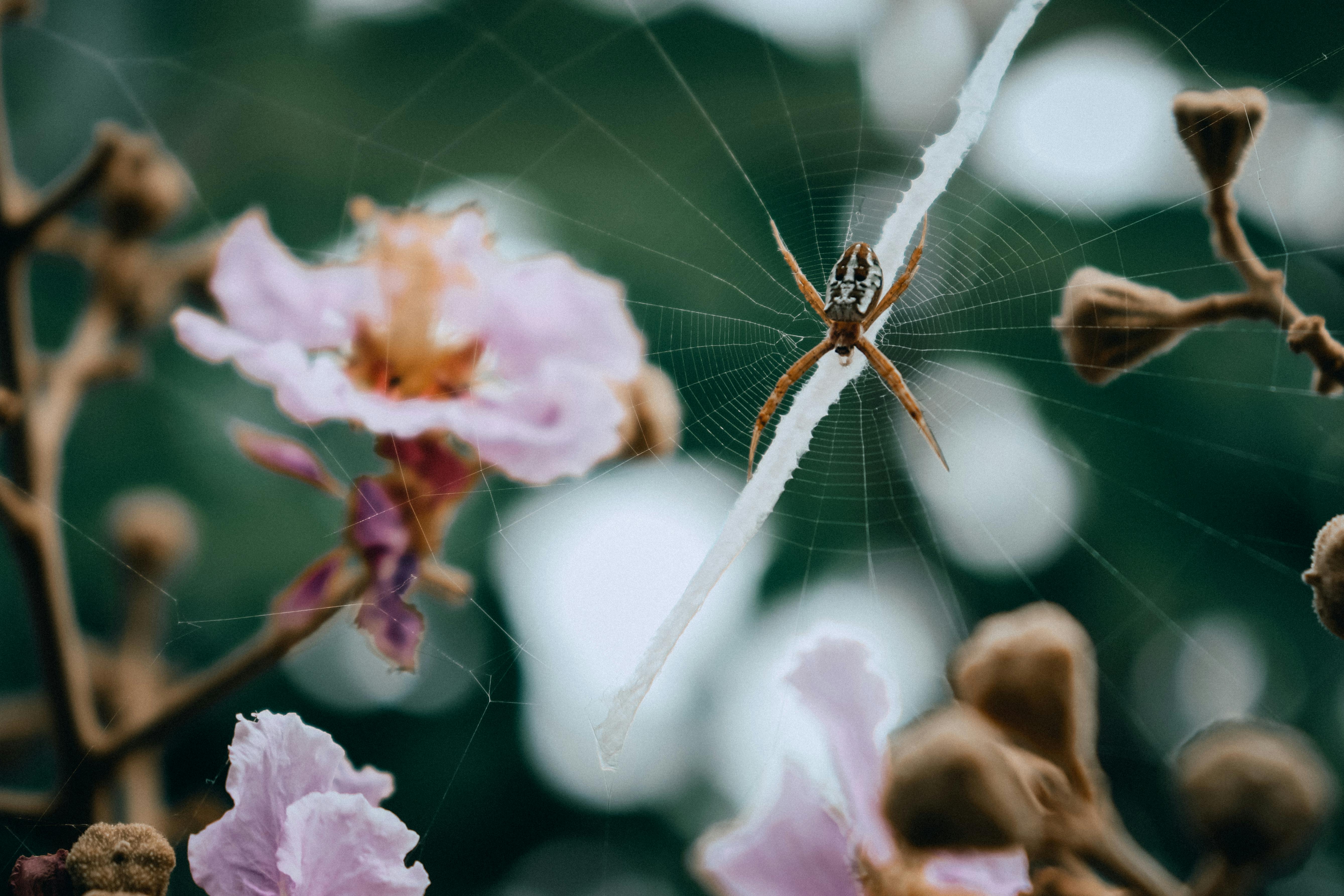 A Spider on a Web Near Pink Flowers · Free Stock Photo