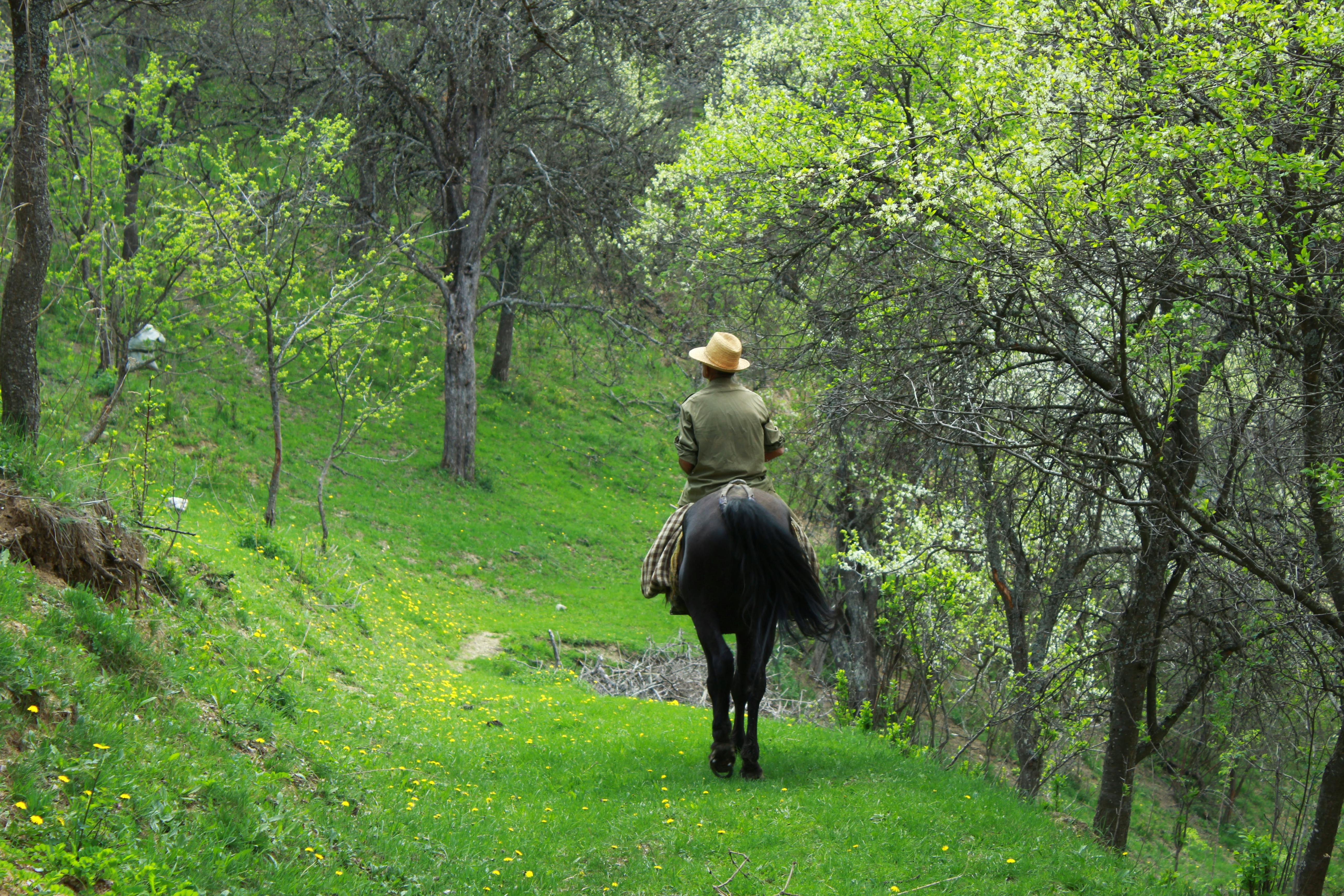 Back View of a Man Riding a Horse on a Forest · Free Stock Photo