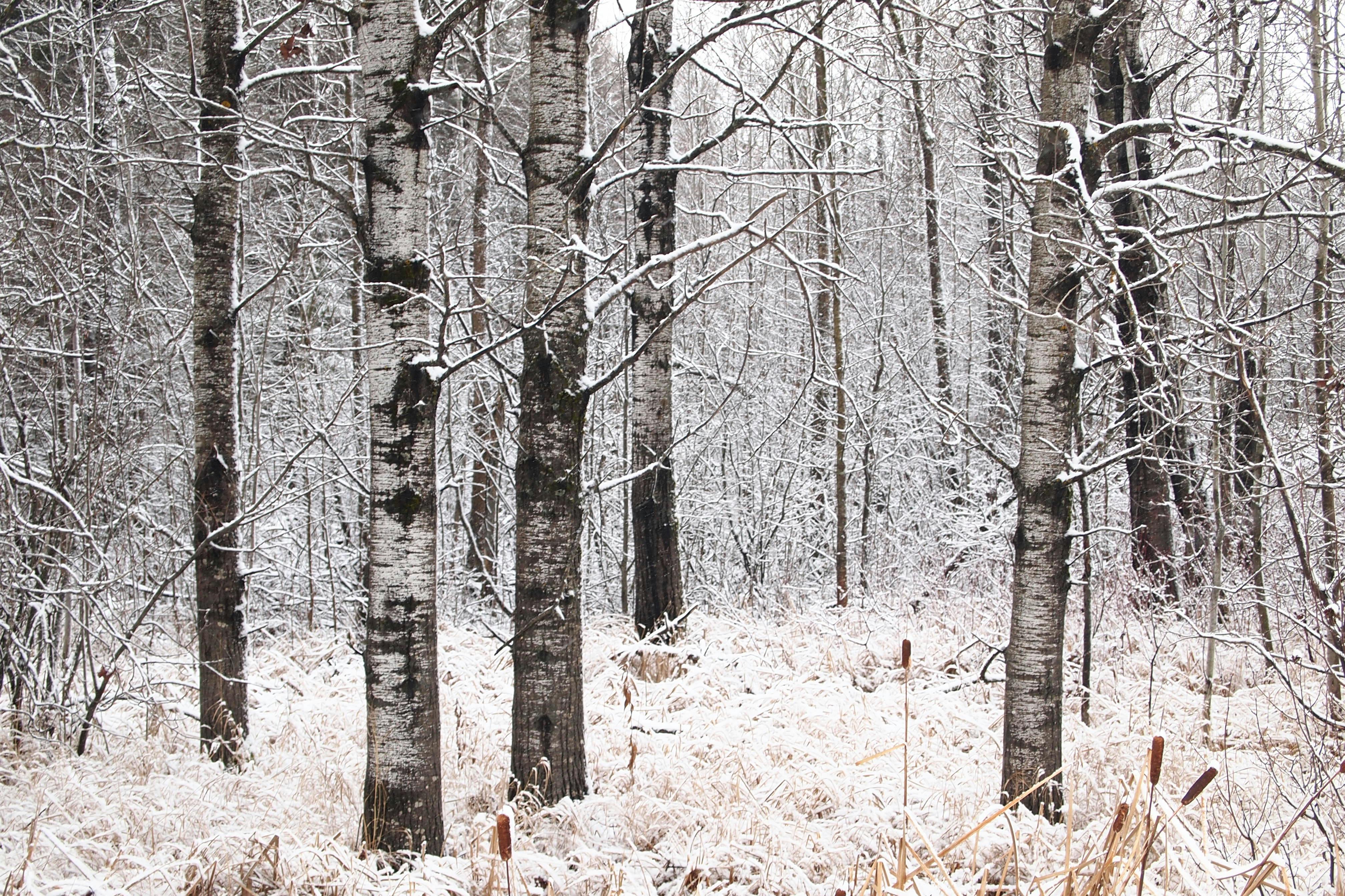 Free stock photo of black, bush, cold