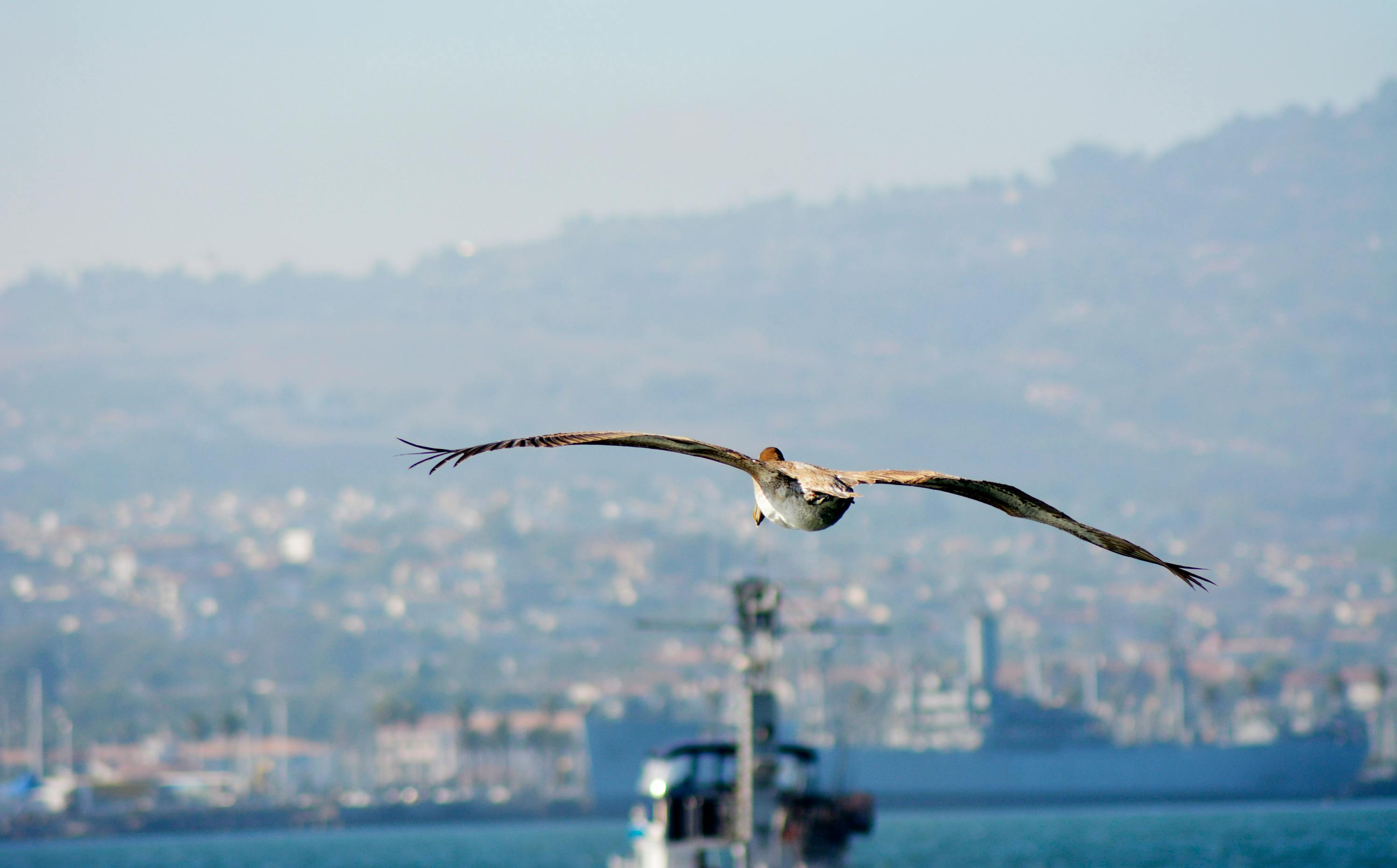 Selective Focus Photograph of a White and Brown Bird Flying · Free ...