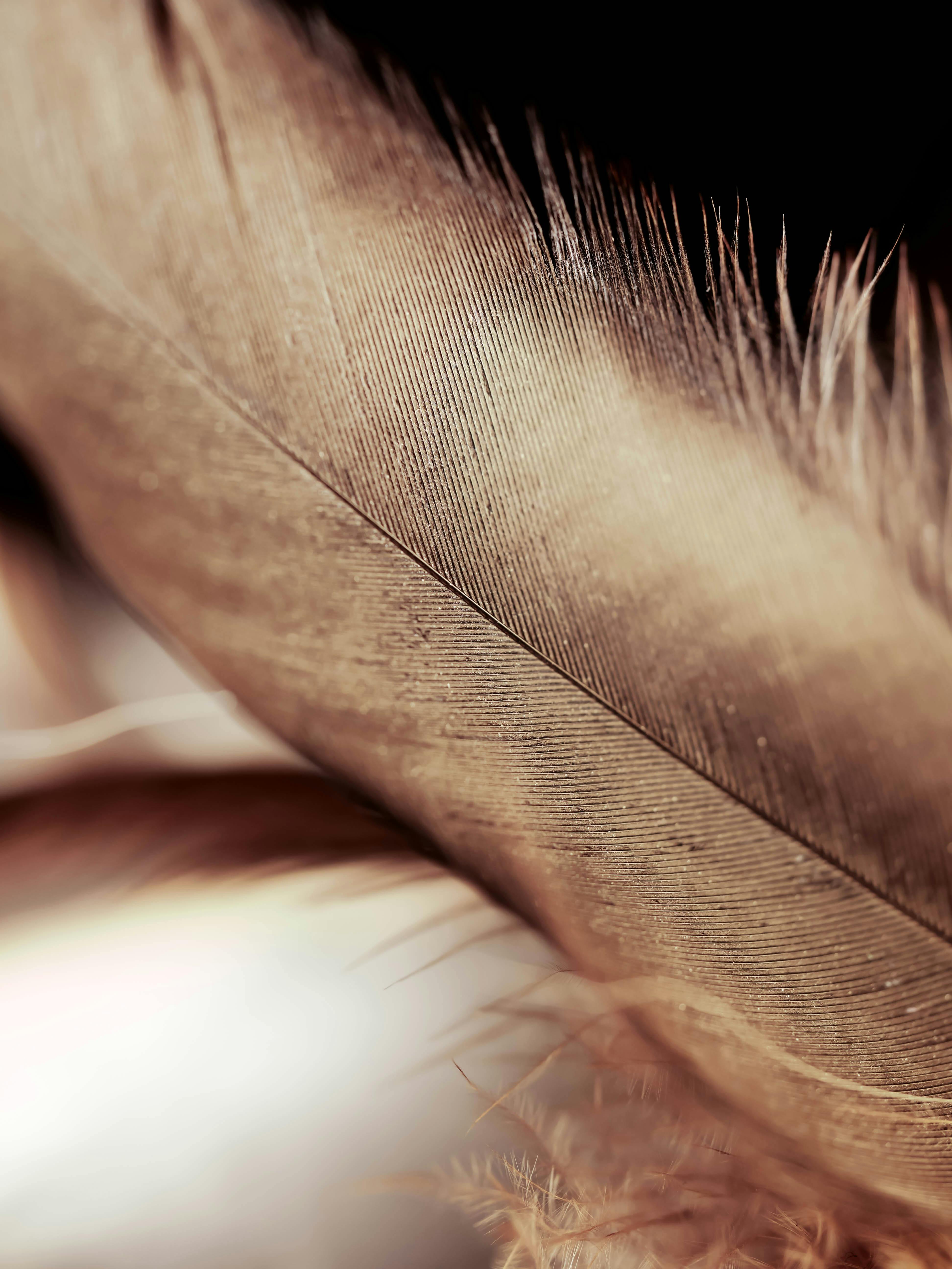 Pluma Blanca Sobre Superficie Blanca · Foto de stock gratuita