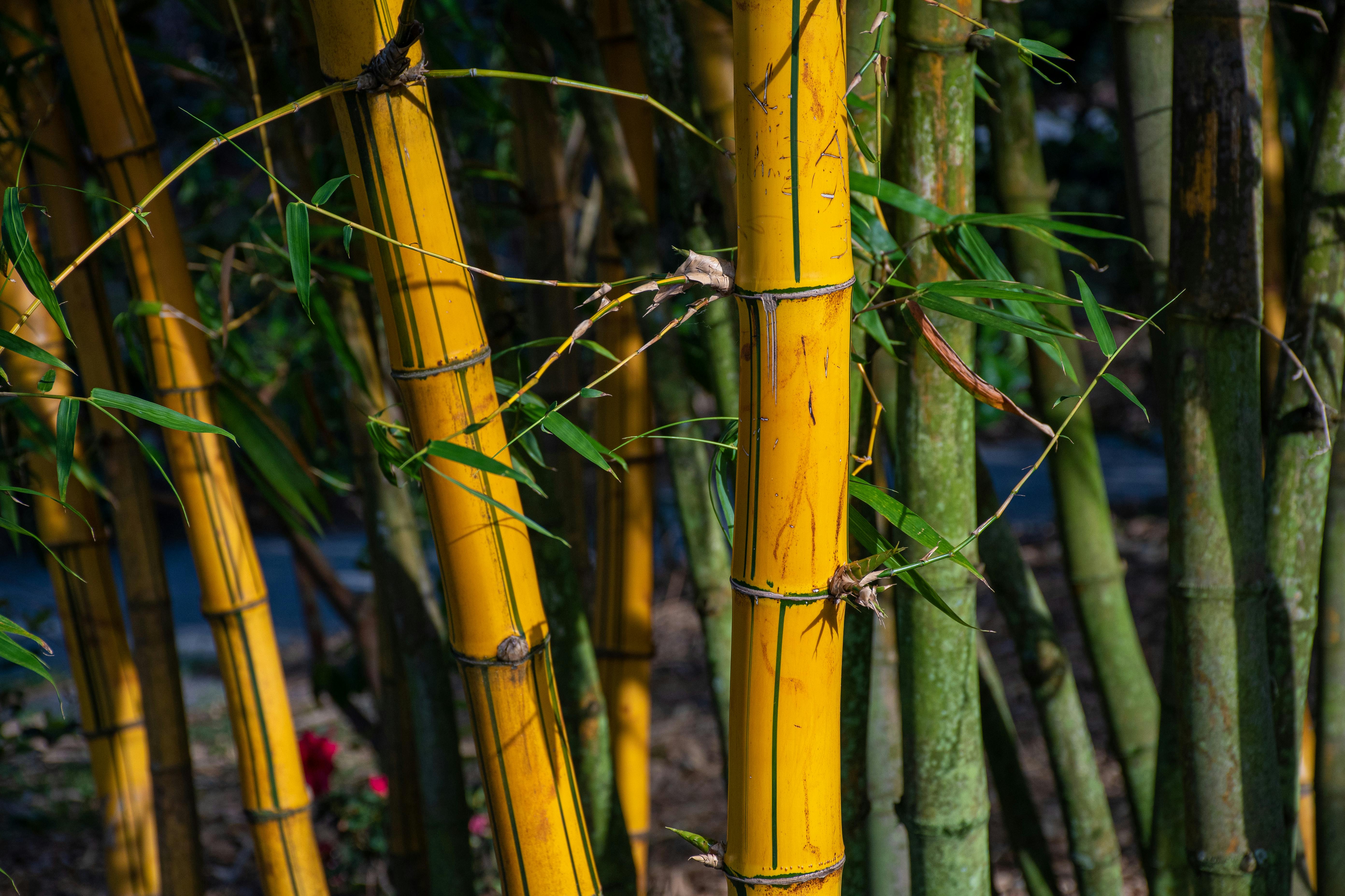 Selective Photography of Bamboo Trees · Free Stock Photo
