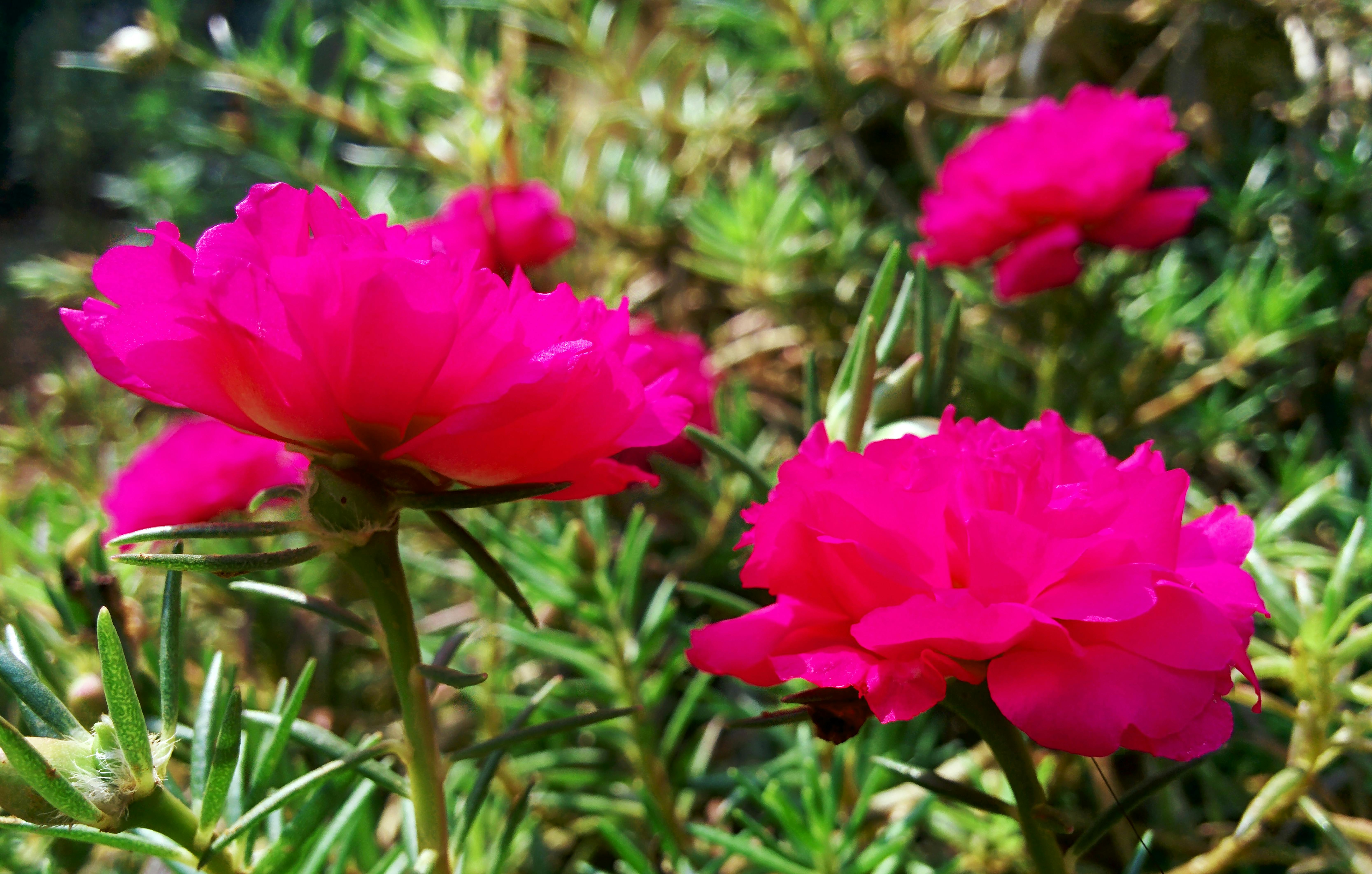 Kostenloses Foto zum Thema: blumen, blumen wallpaper, erde