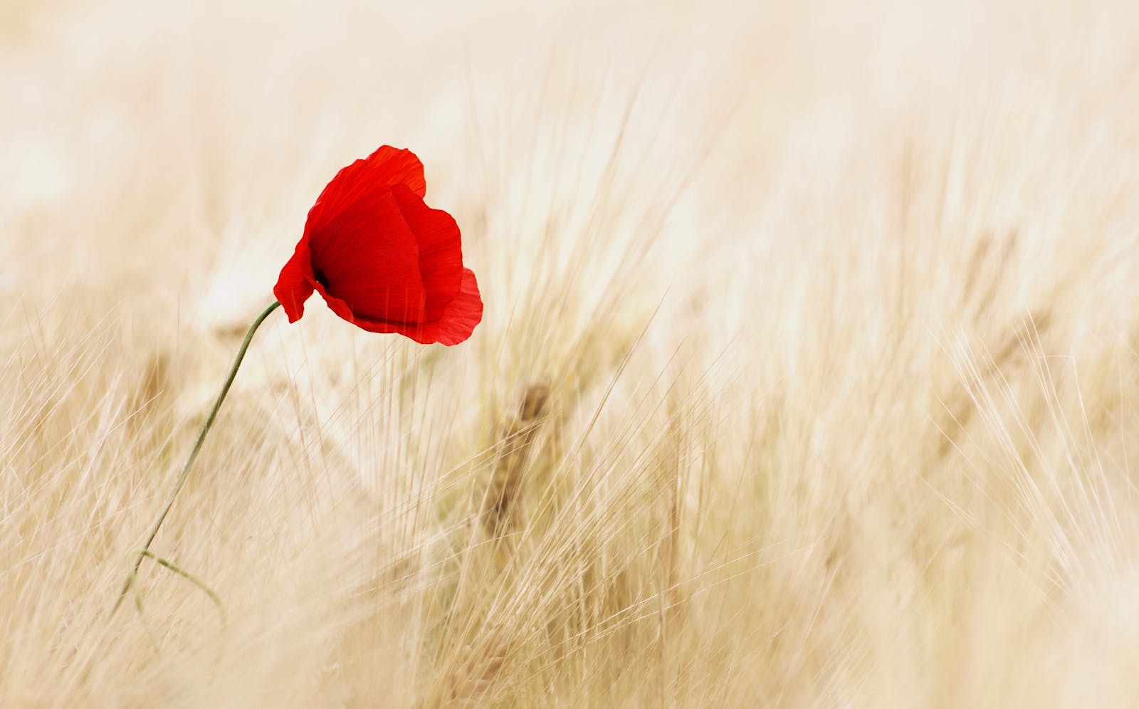 Poppy Photos, Download The BEST Free Poppy Stock Photos & HD Images