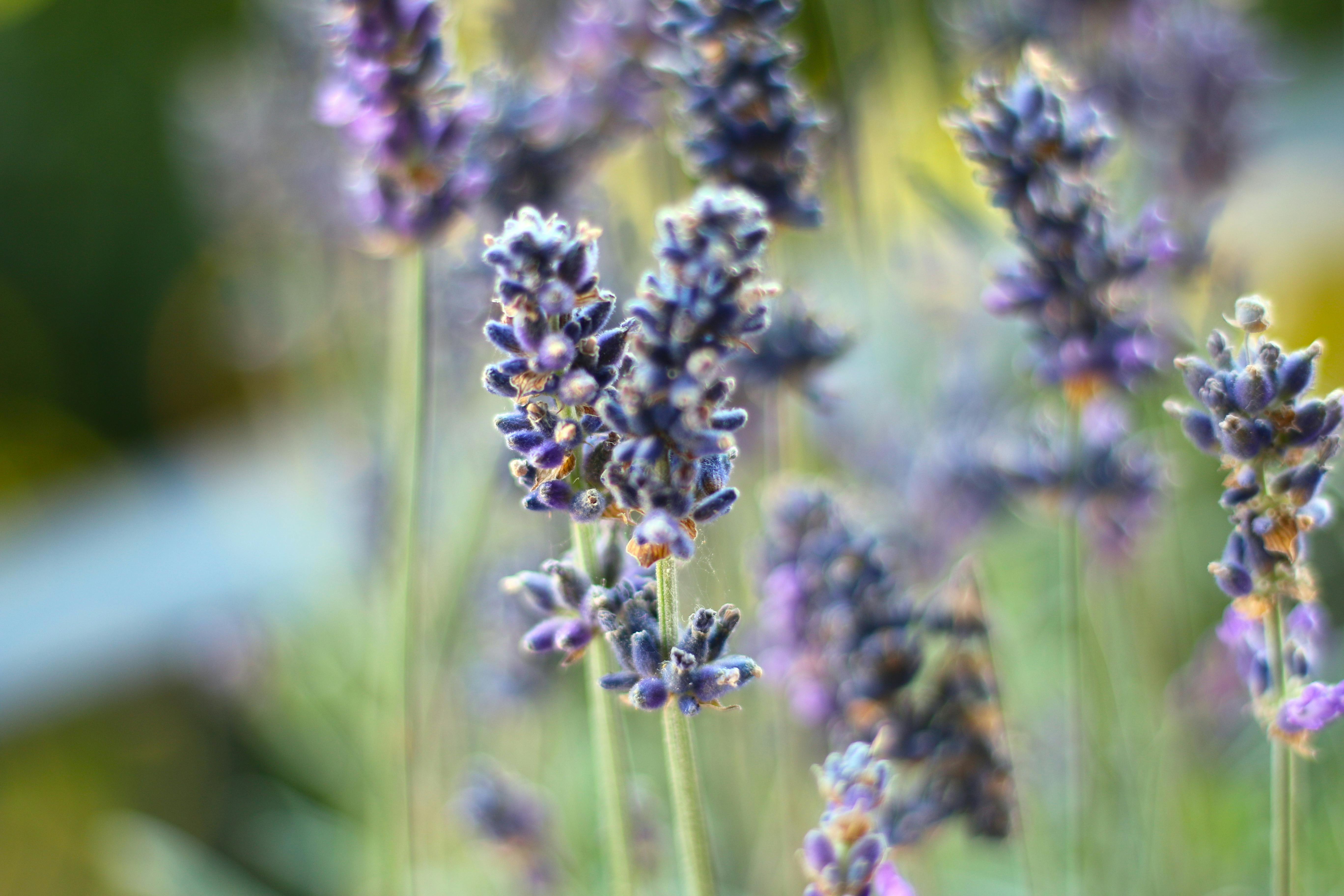 View of Blue Plants on White Background · Free Stock Photo