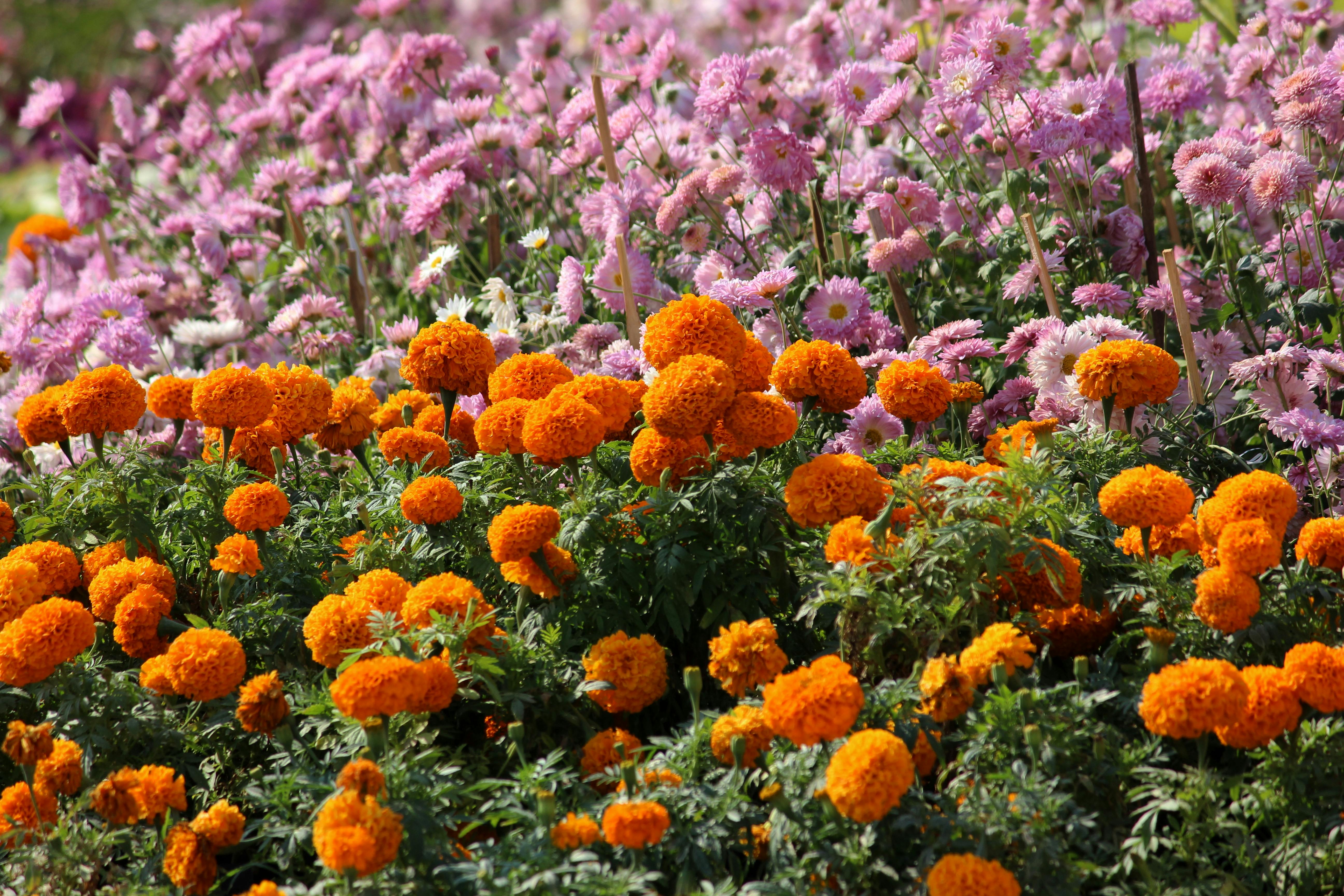 100+ Best Marigold Photos · 100% Free Download · Pexels Stock Photos