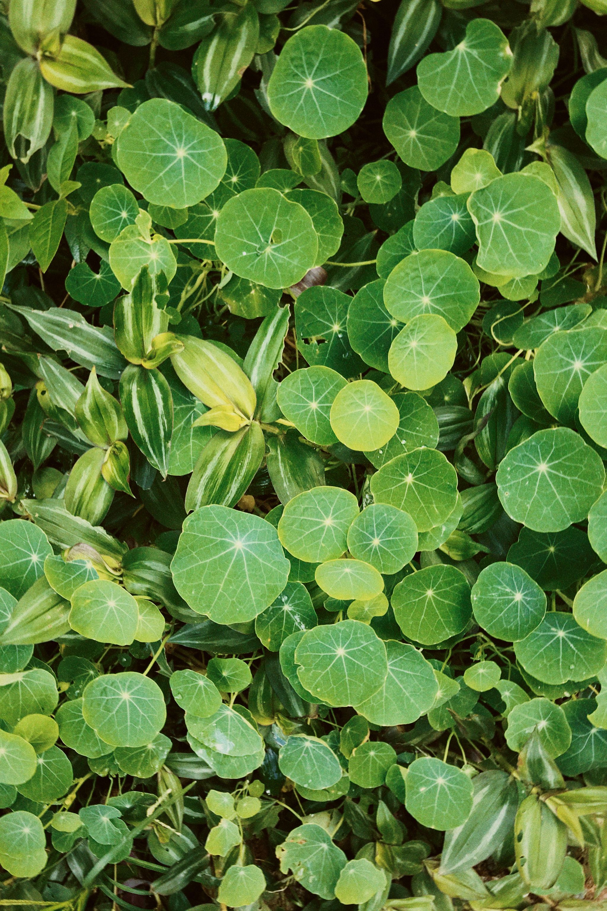 Close-Up Photo of Leaves · Free Stock Photo