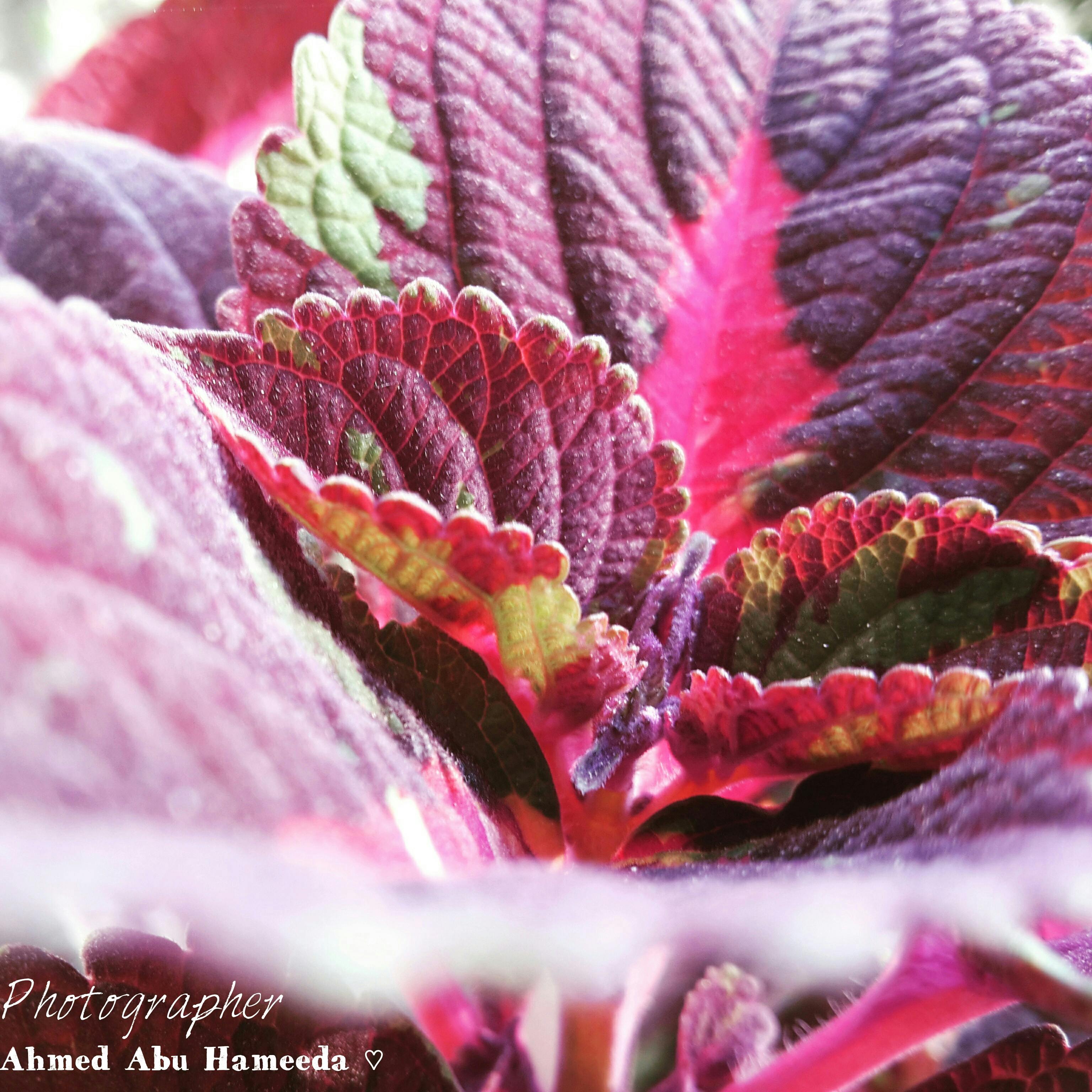 Kostenloses Foto zum Thema: ahmed abu hameeda, fotograf, fotografie