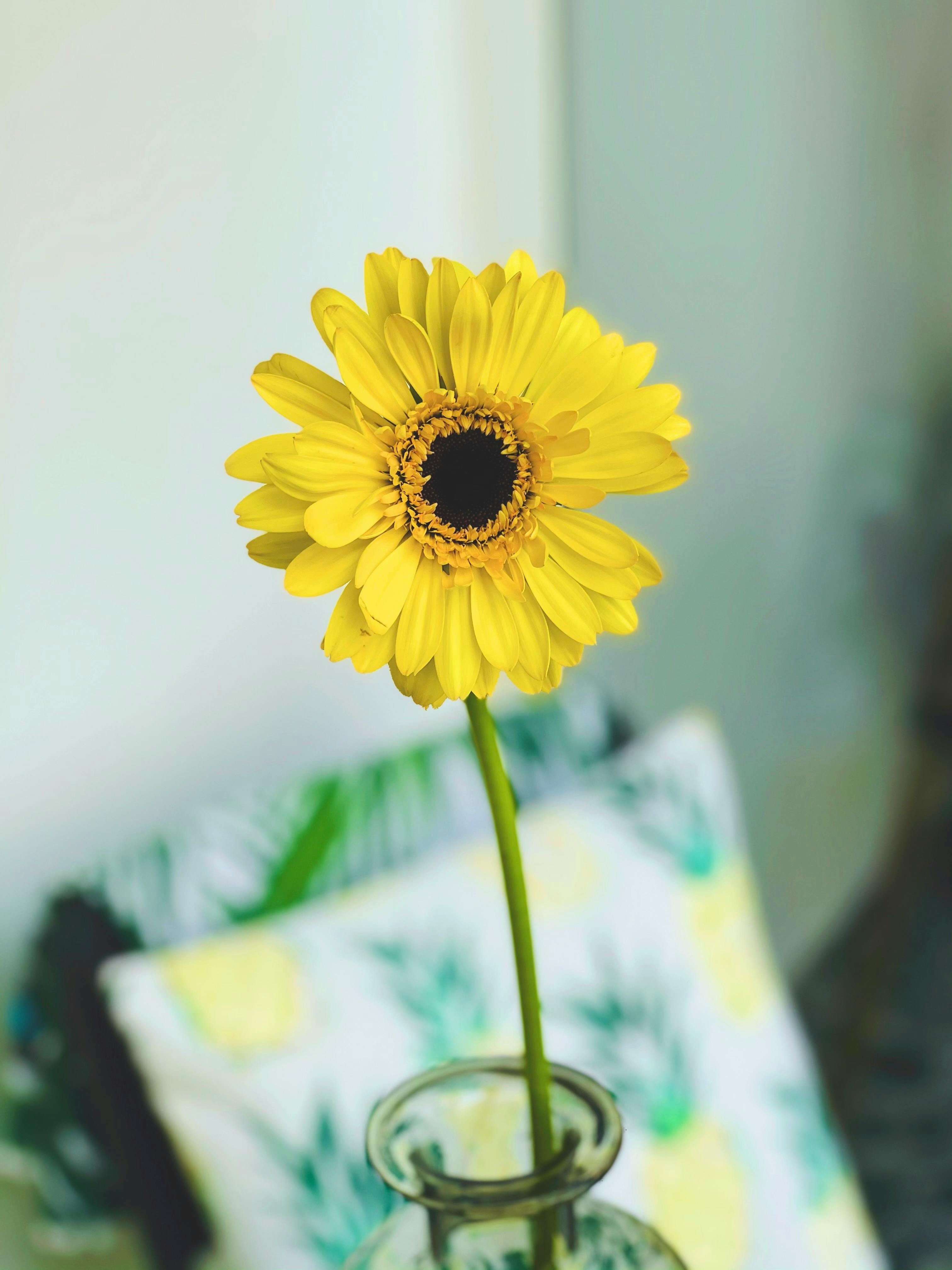 Green Flower in Tilt Shift Lens · Free Stock Photo