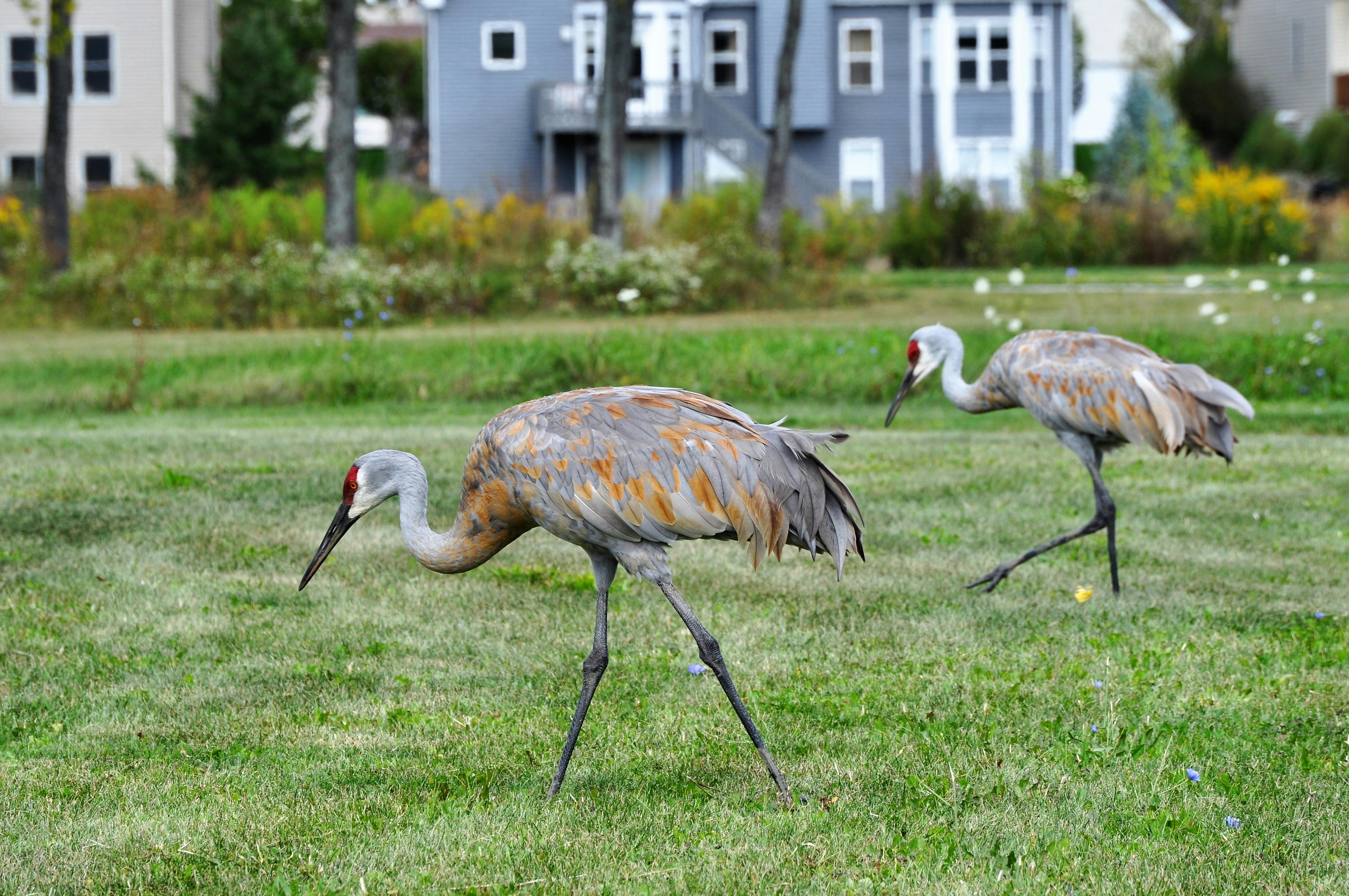 Photo of Cranes · Free Stock Photo