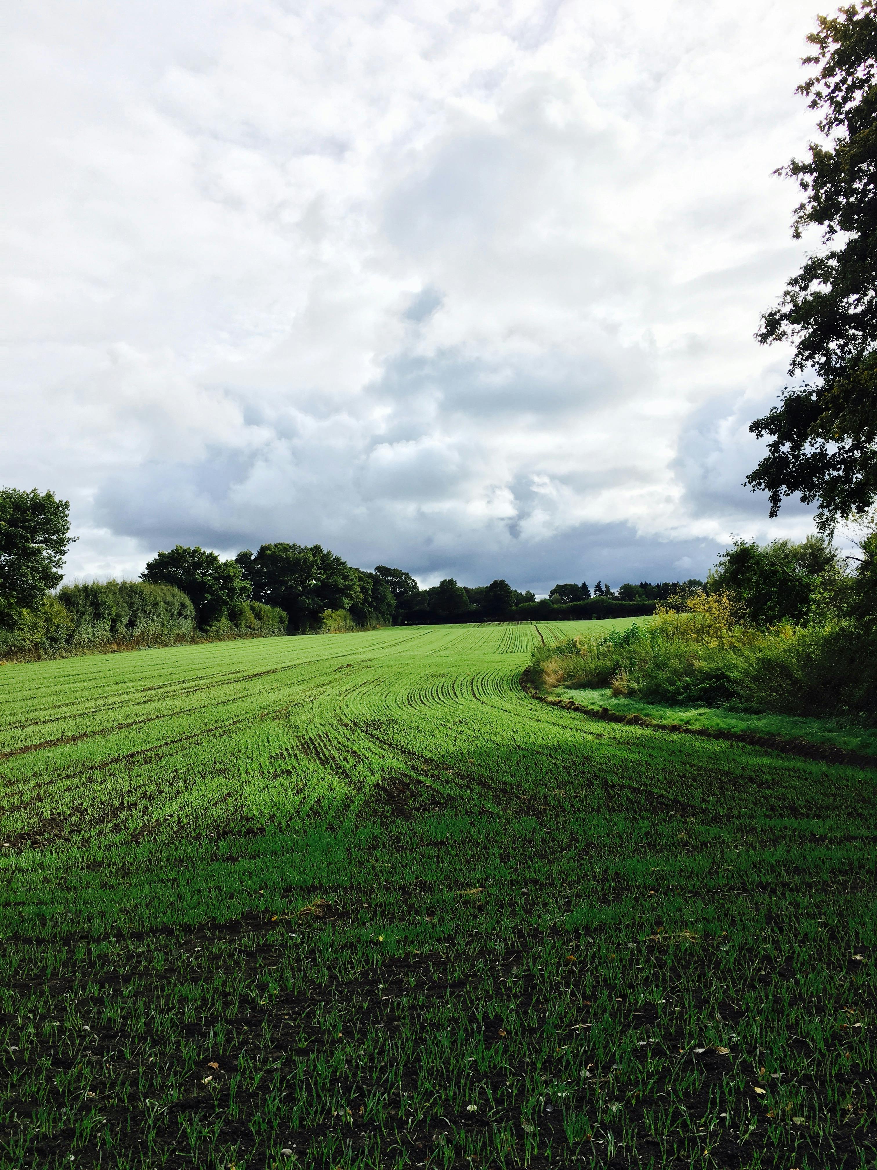 Landscape Photography Of Green Grass Field During Golden Hour · Free