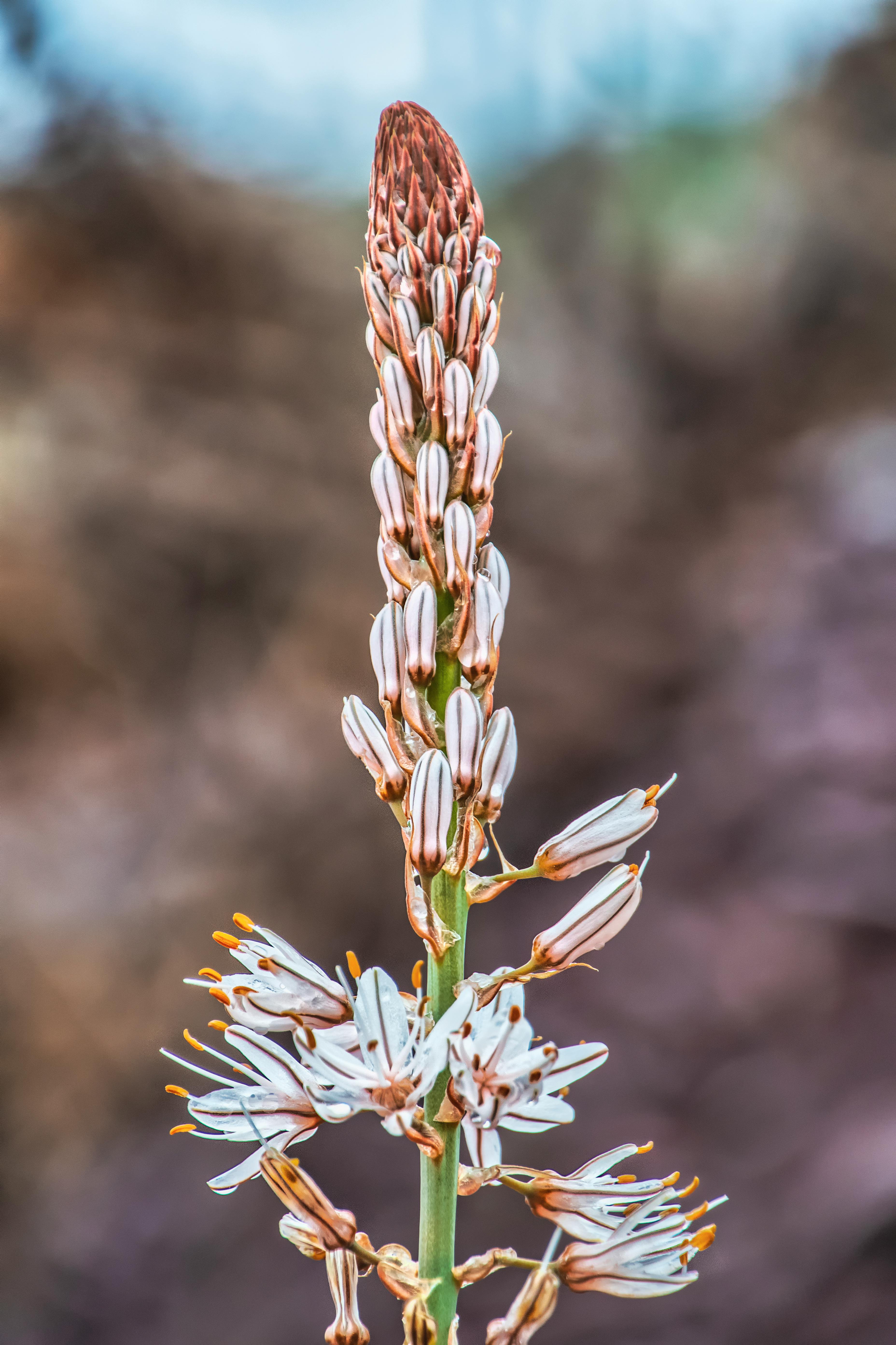 Asphodel Flowers in Close-up Photography · Free Stock Photo
