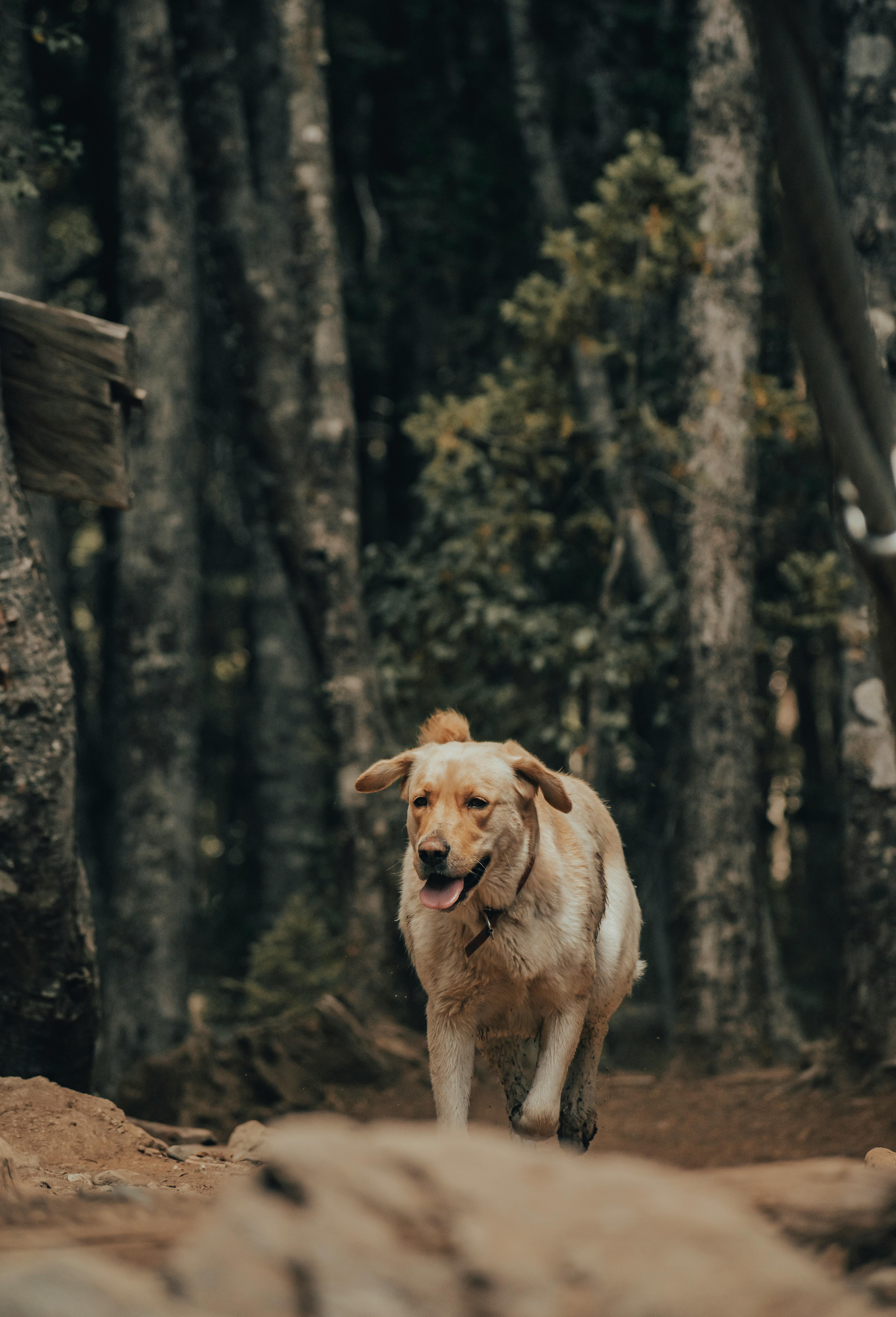 A Dog Running in the Forest · Free Stock Photo