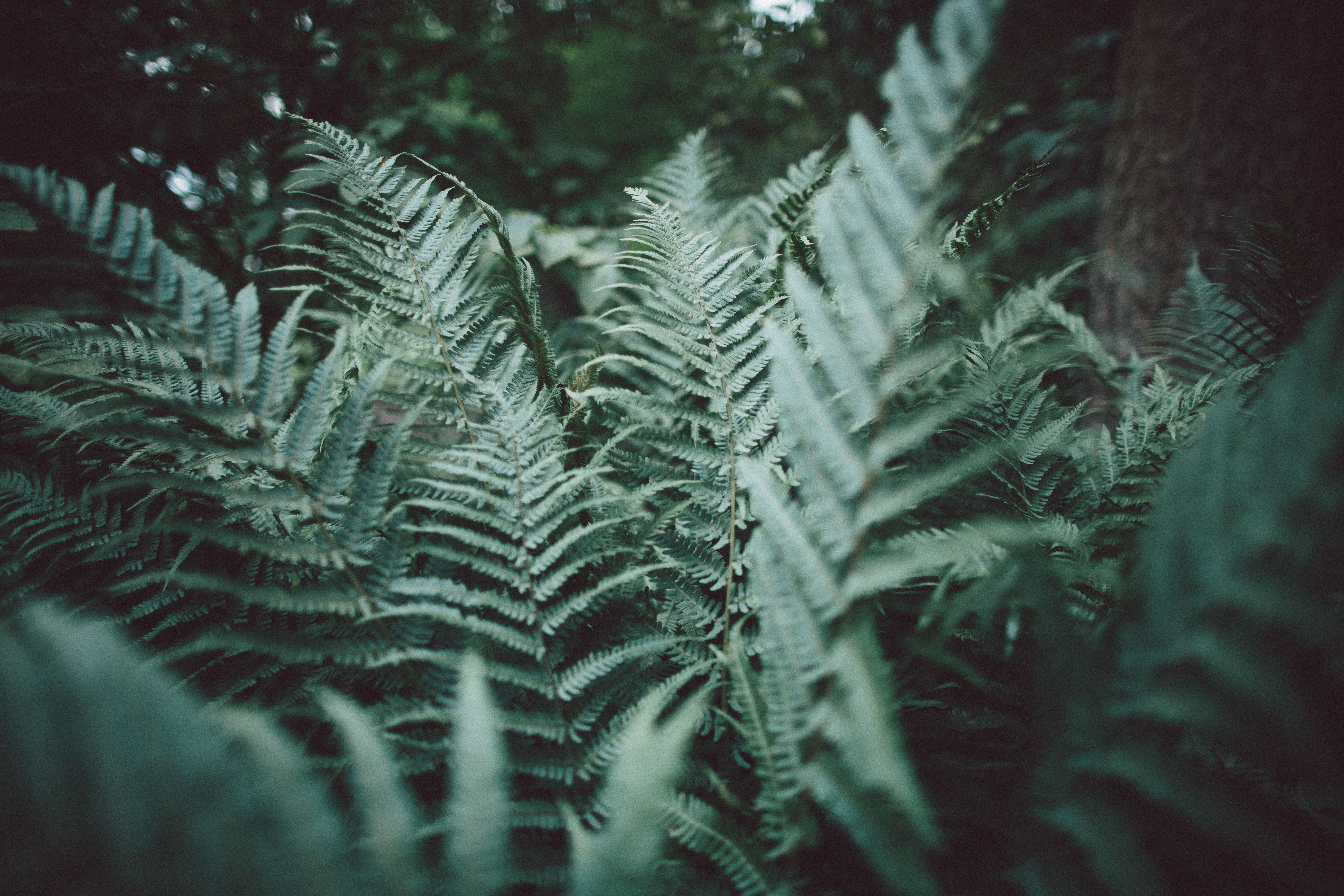 Green Fern Plants in Close Up Photography · Free Stock Photo
