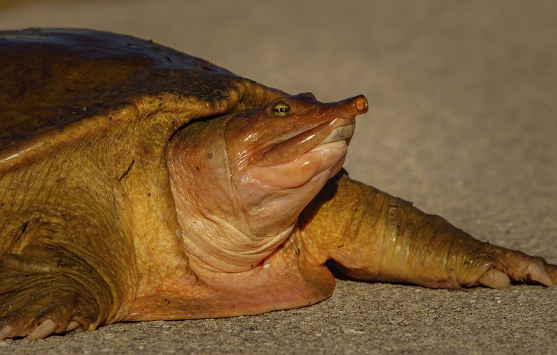 Florida Softshell Turtle: Habitat, Diet, and Conservation